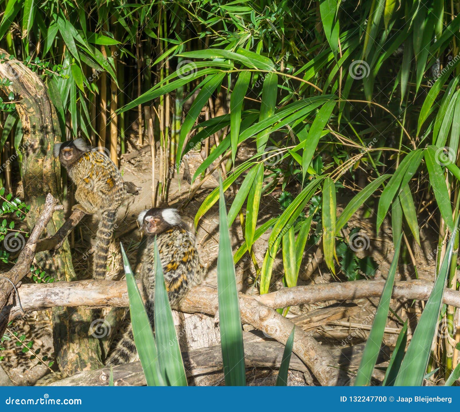 Two White Tufted Common Marmoset Monkeys Sitting on a Branch Together ...