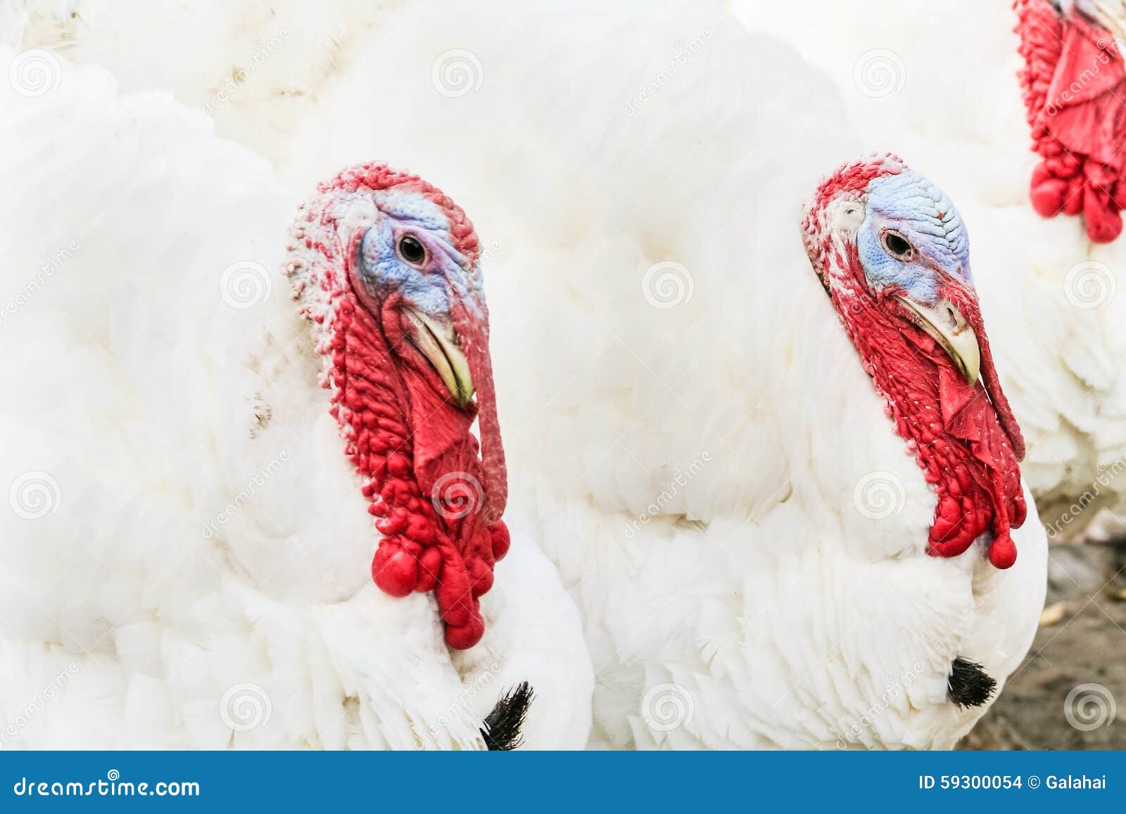 Two white turkeys close up stock photo. Image of outdoor - 59300054
