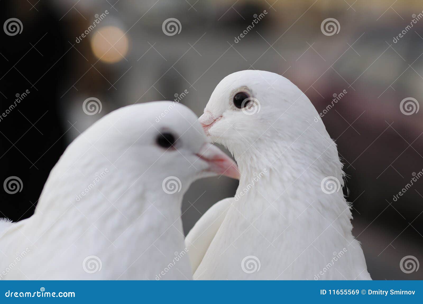 Two white wedding pigeons stock image. Image of pigeon - 11655569