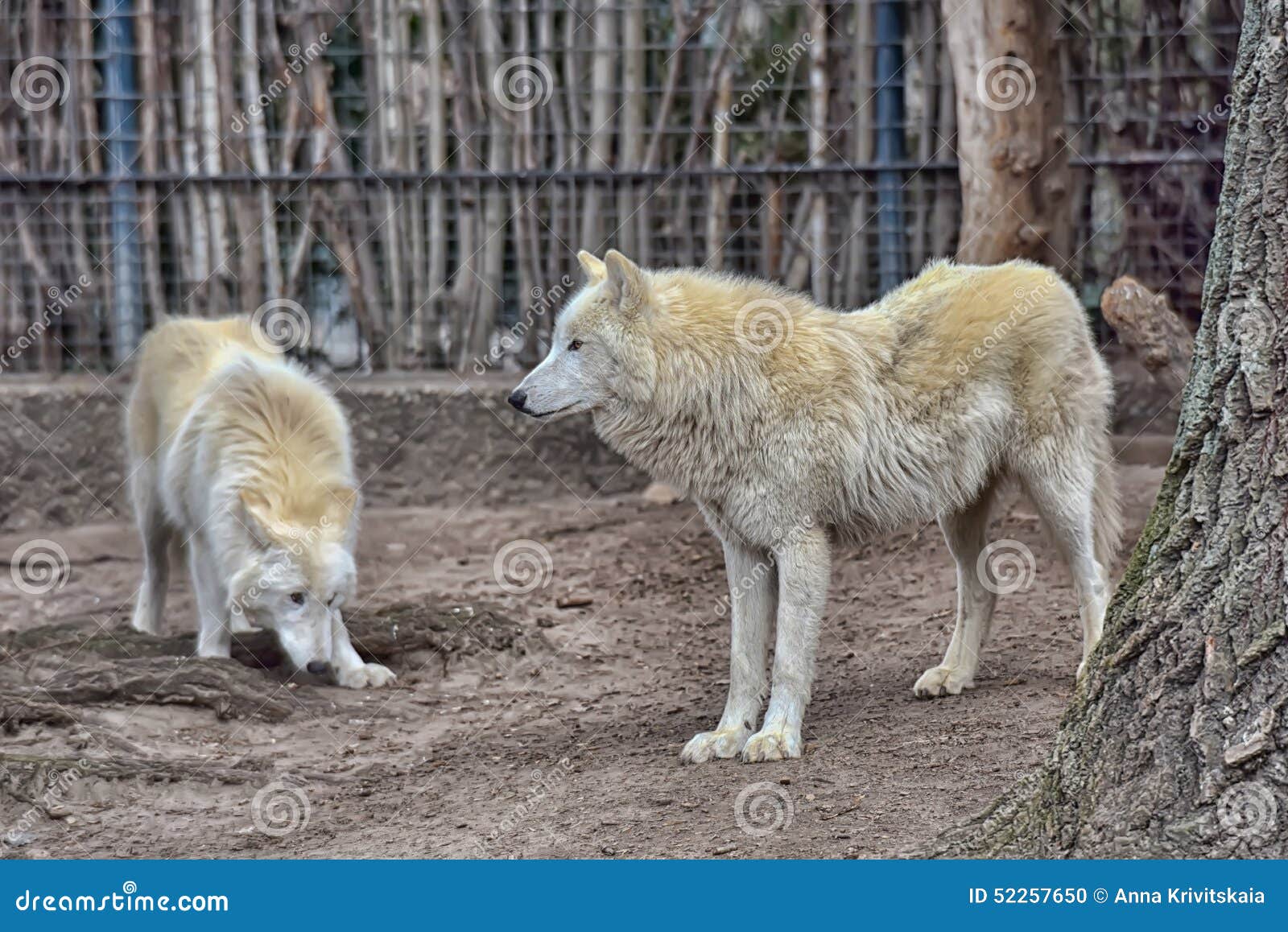 Two white wolf stock photo. Image of hunter, outdoor - 52257650