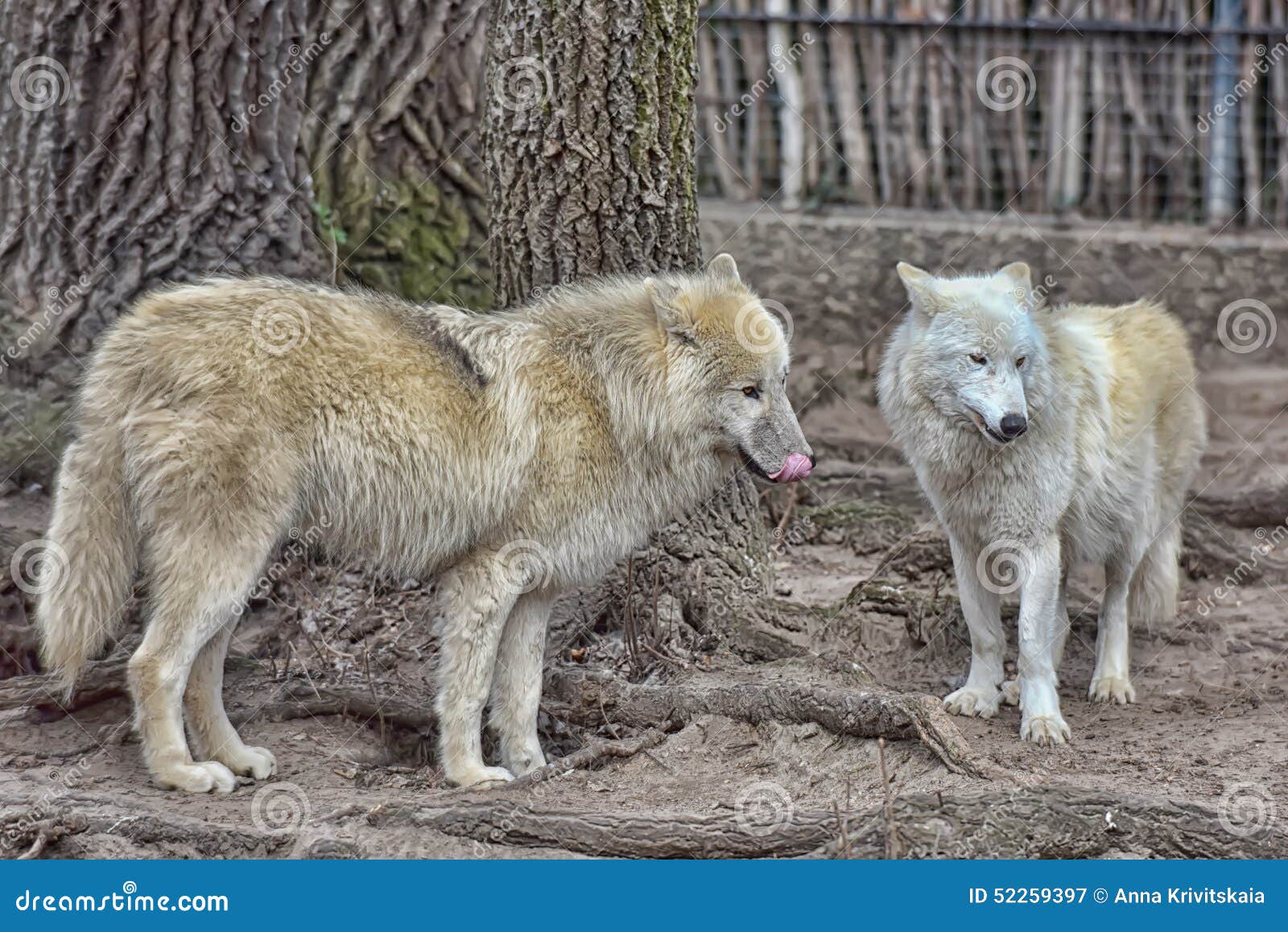 Two white wolf stock image. Image of couple, hunt, north - 52259397