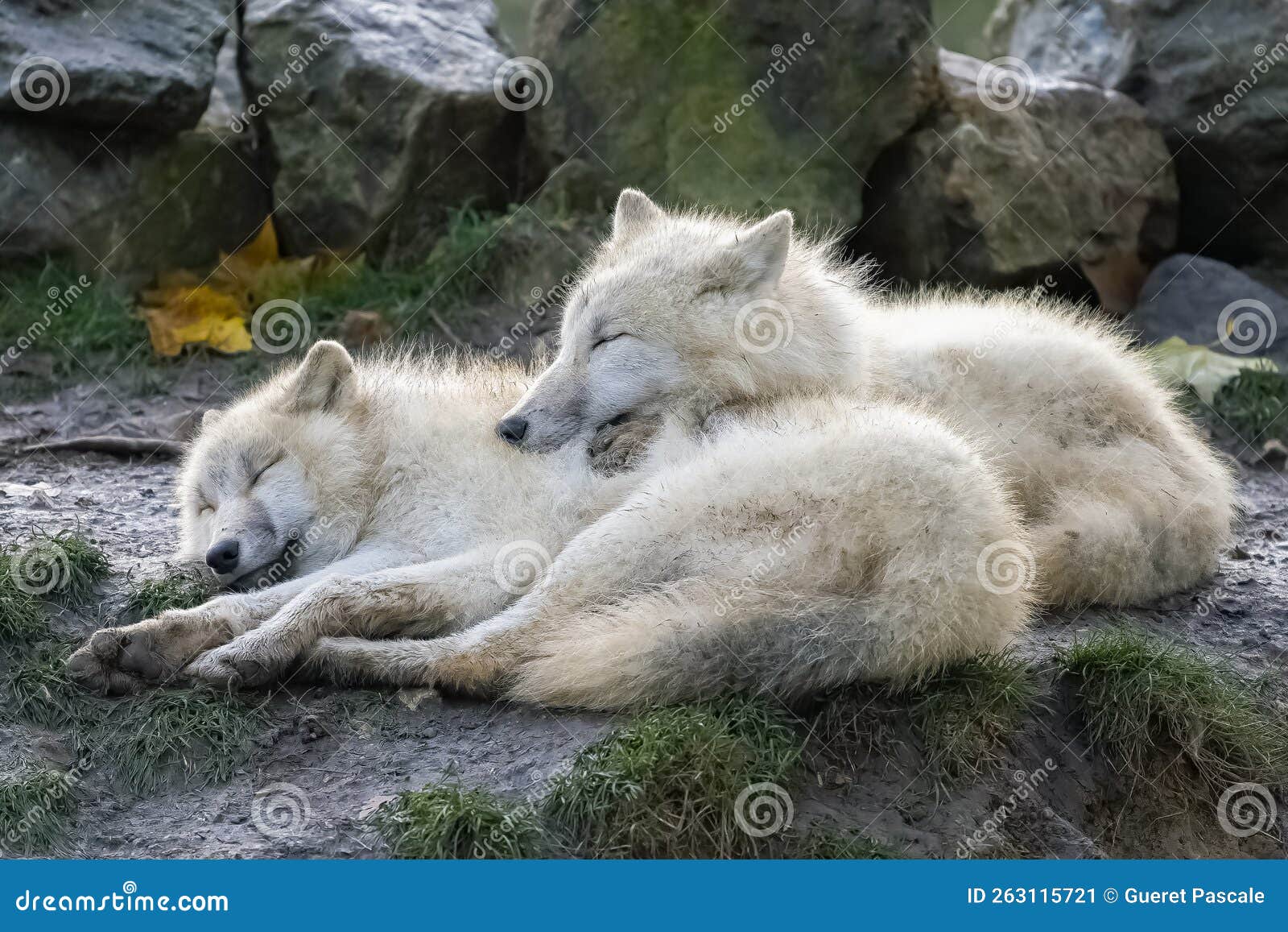Two white wolfs sleeping stock image. Image of gray - 263115721