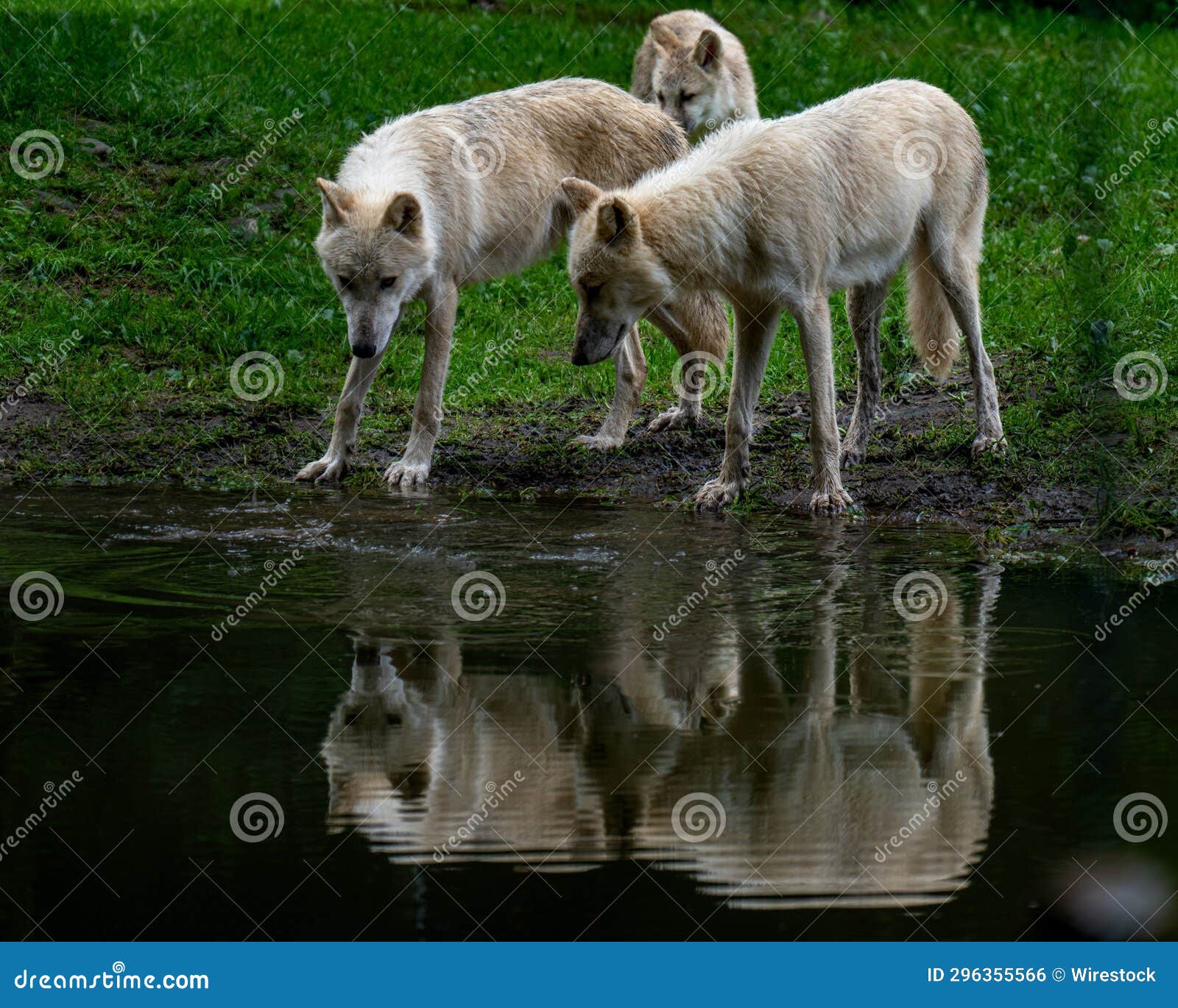 Two White Wolfs Drinking Water from the River Side, and the Other One ...