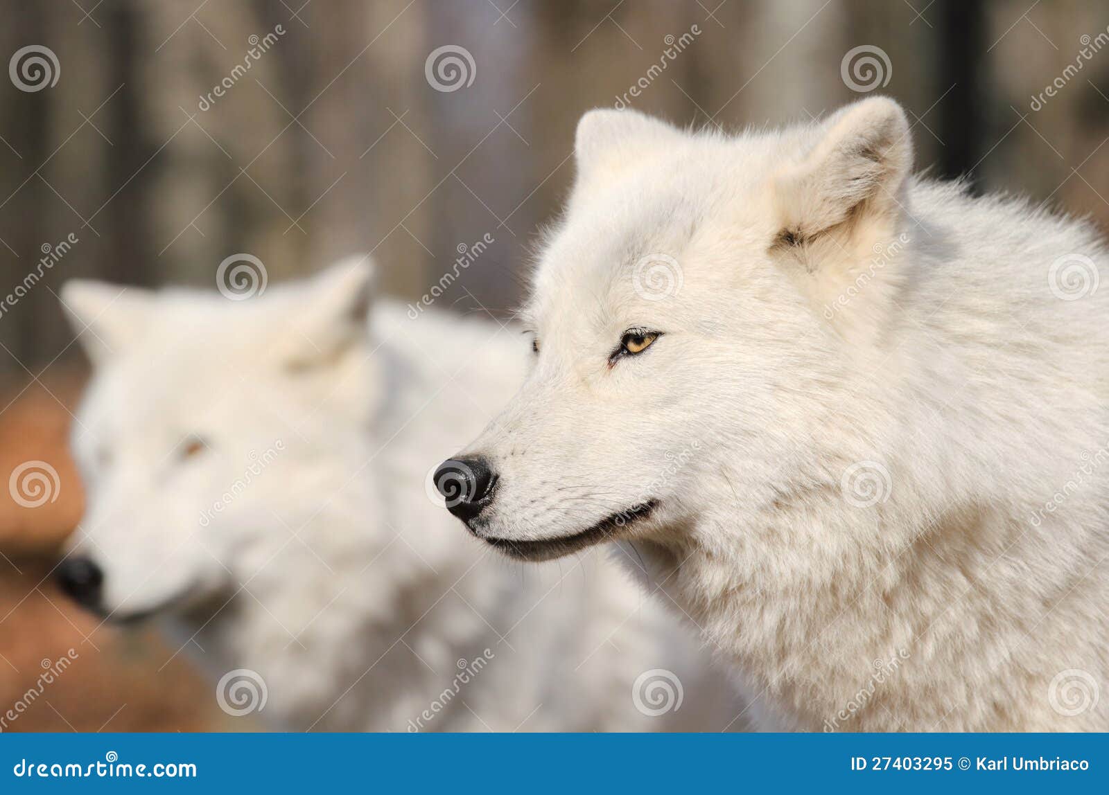 Two whites wolfs in nature stock image. Image of wildlife - 27403295