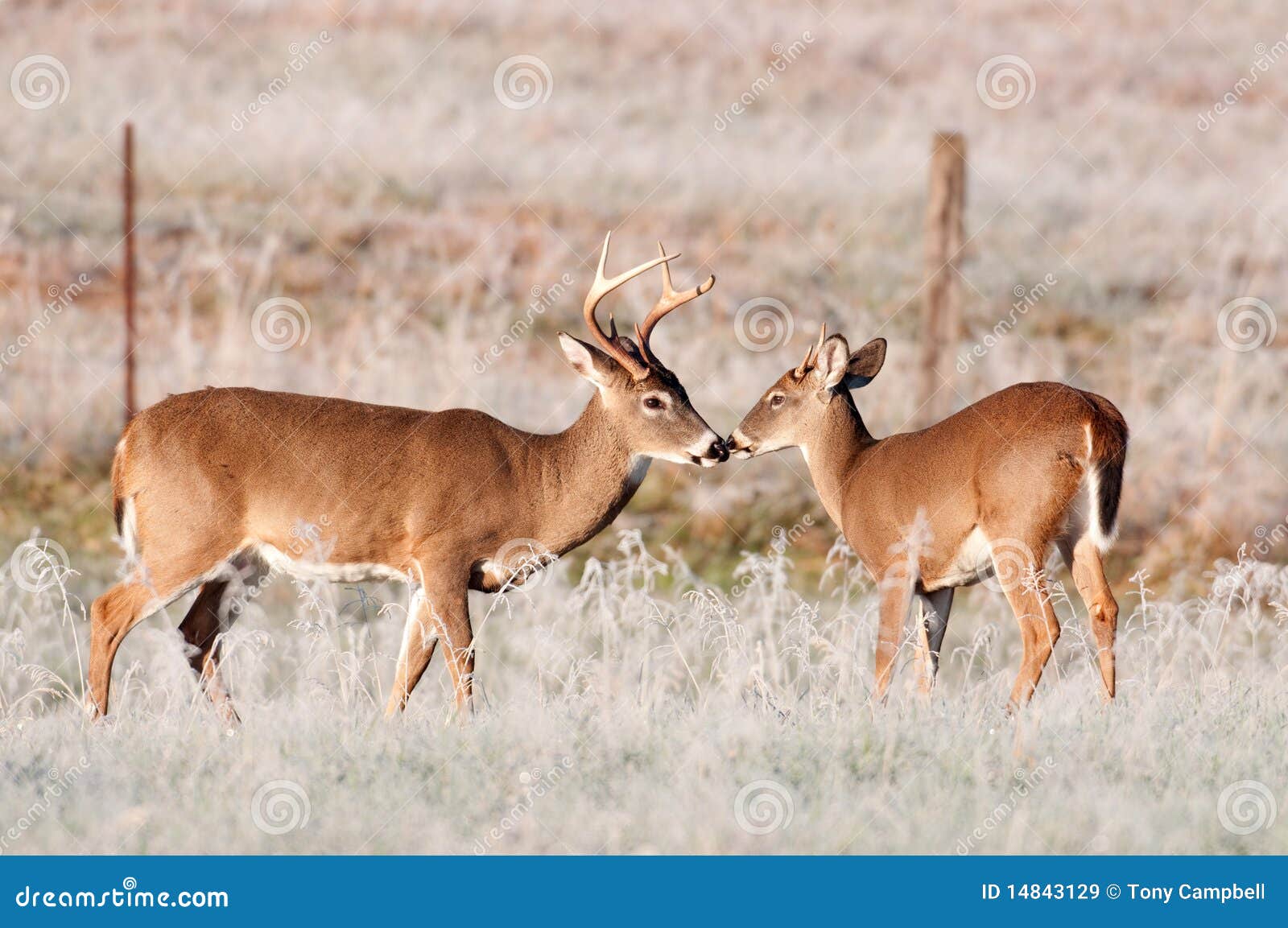 Two whitetail bucks stock image. Image of male, mammal - 14843129