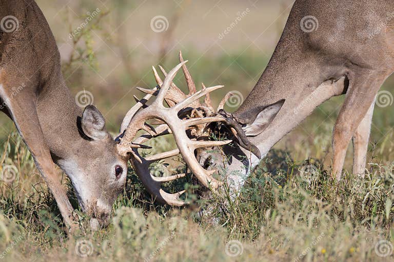 Two Whitetail Bucks Fighting Stock Image - Image of crockett, animal ...