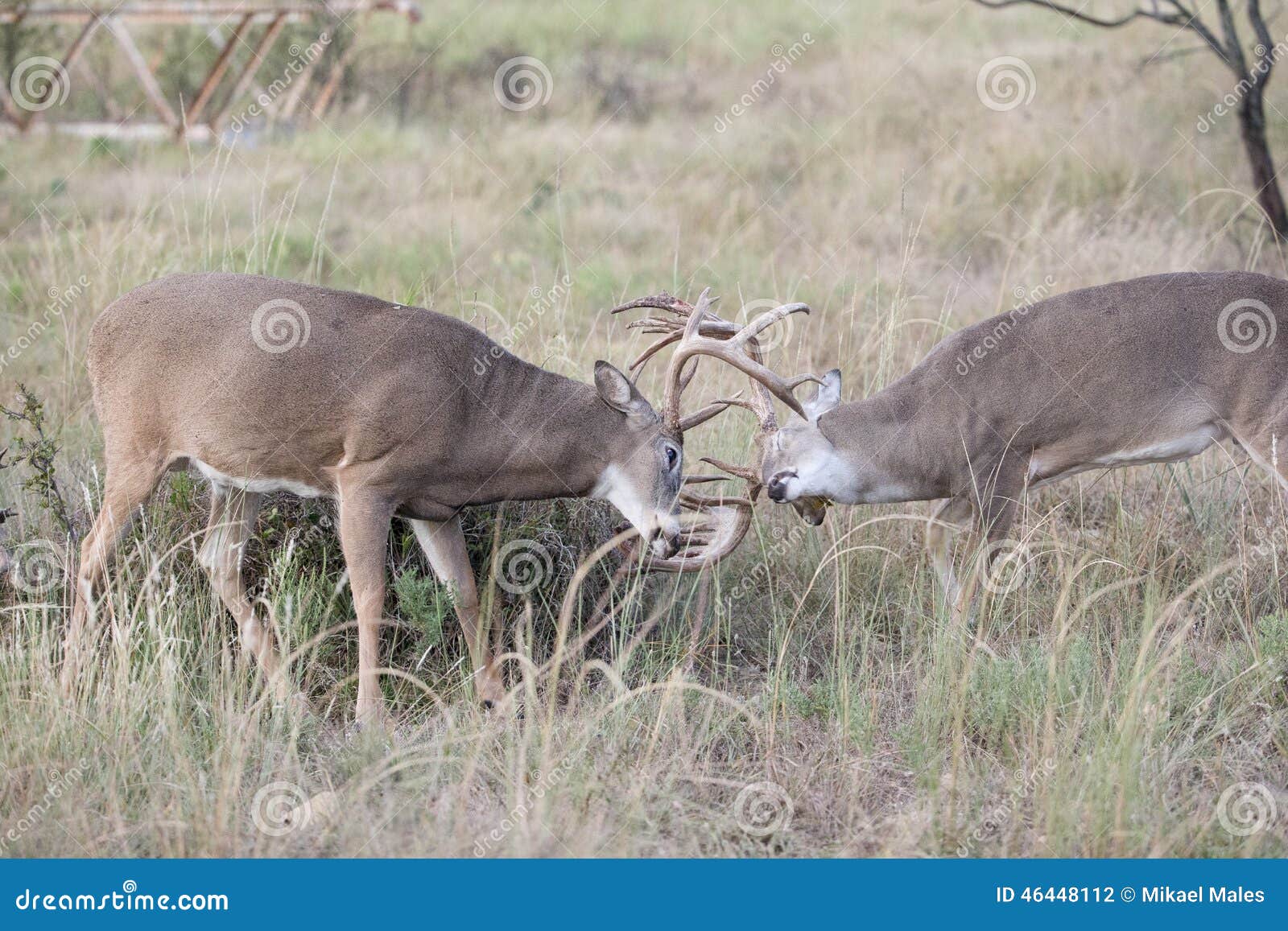 Two Whitetail Bucks Positioning for Dominance Stock Photo - Image of ...