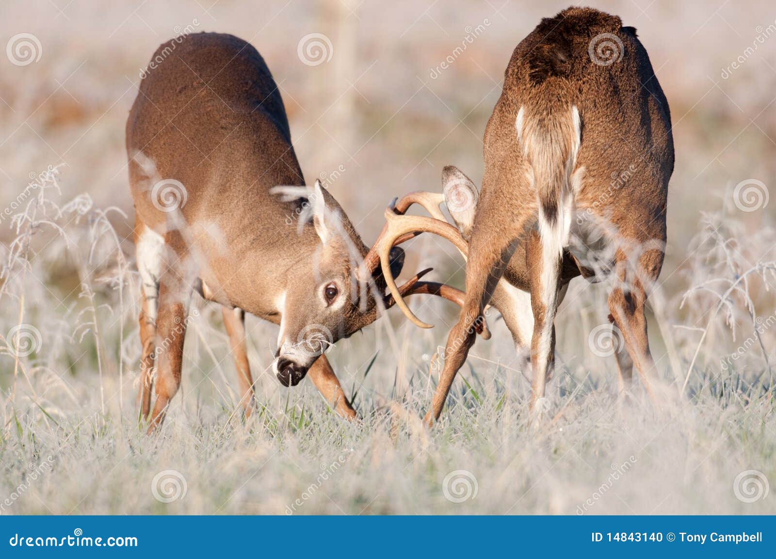 Two Whitetail Bucks Sparring Stock Photo - Image of buck, animal: 14843140