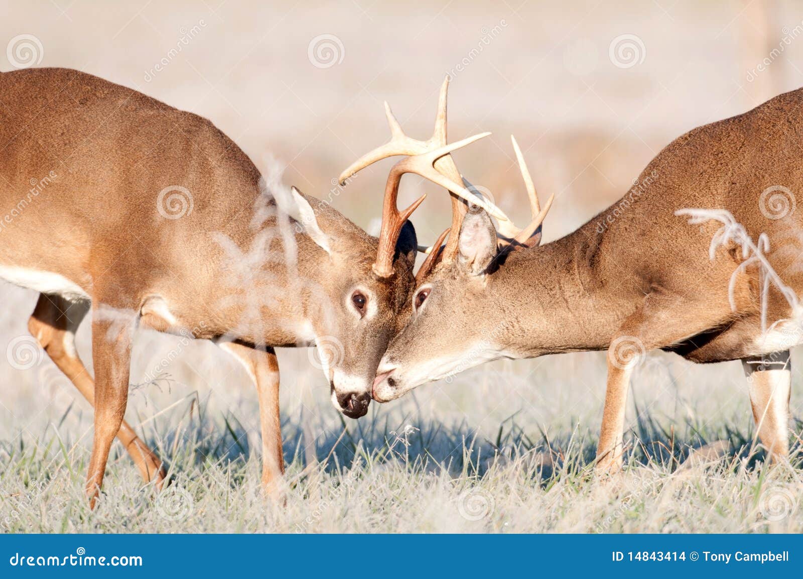 Two Whitetail Bucks Sparring Stock Photo - Image of male, field: 14843414