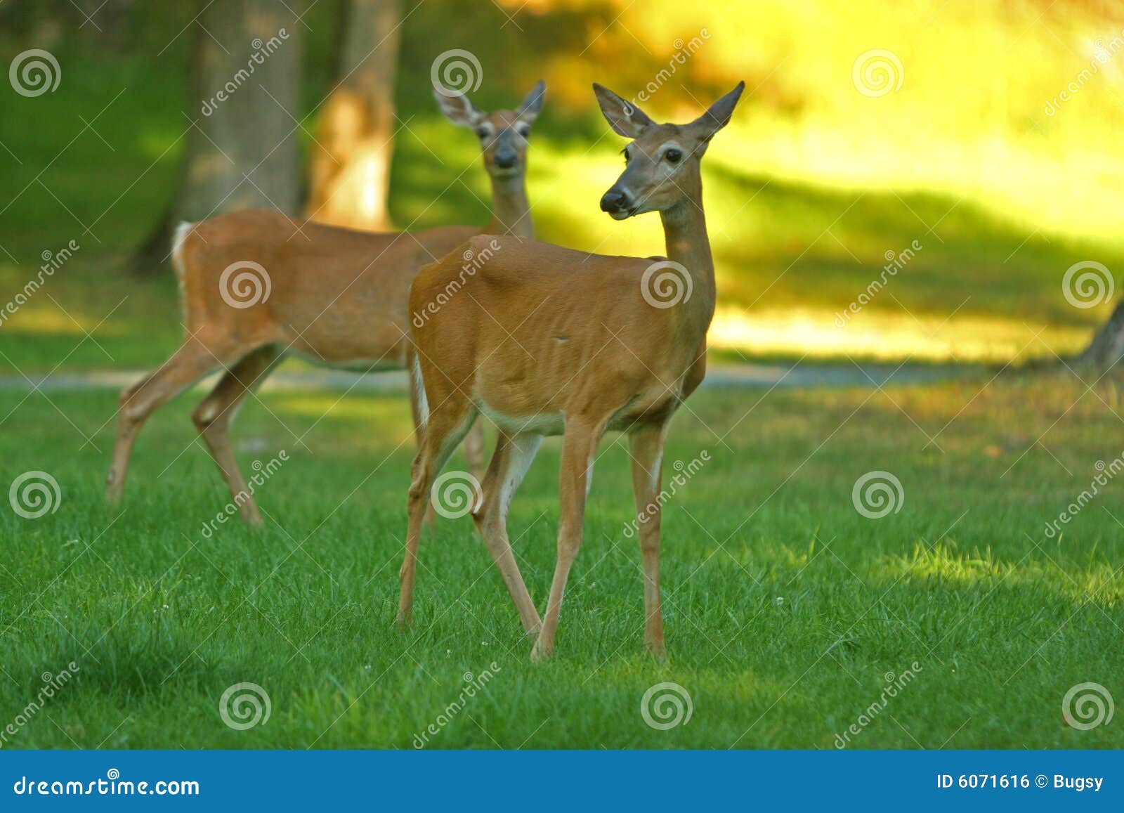 Two Whitetail Deer stock photo. Image of brown, trees - 6071616
