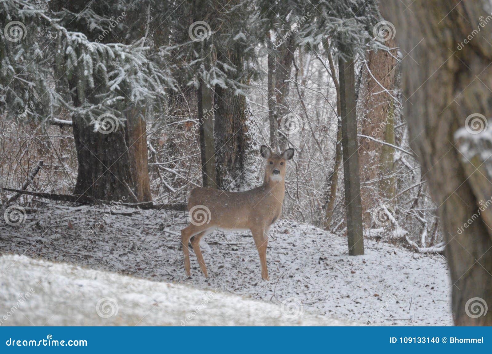 Deer in a snowy yard stock photo. Image of woodland - 109133140