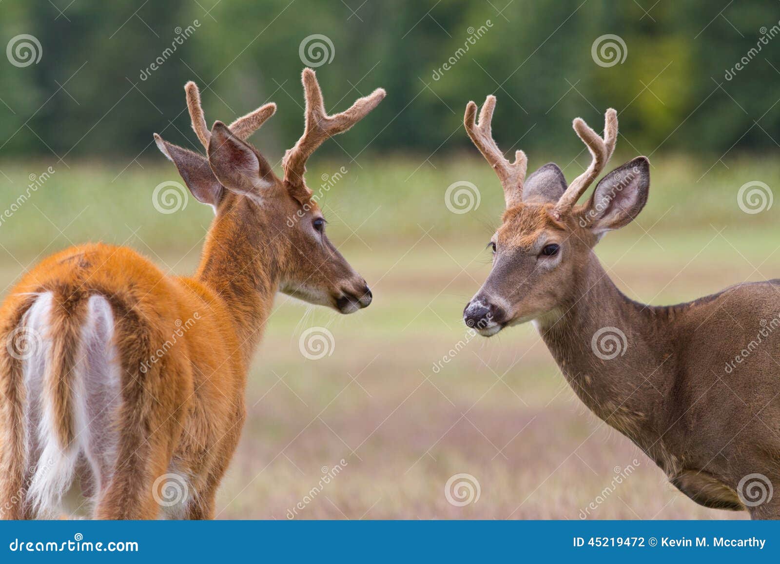 Two Whitetail Deer Bucks stock photo. Image of assess - 45219472