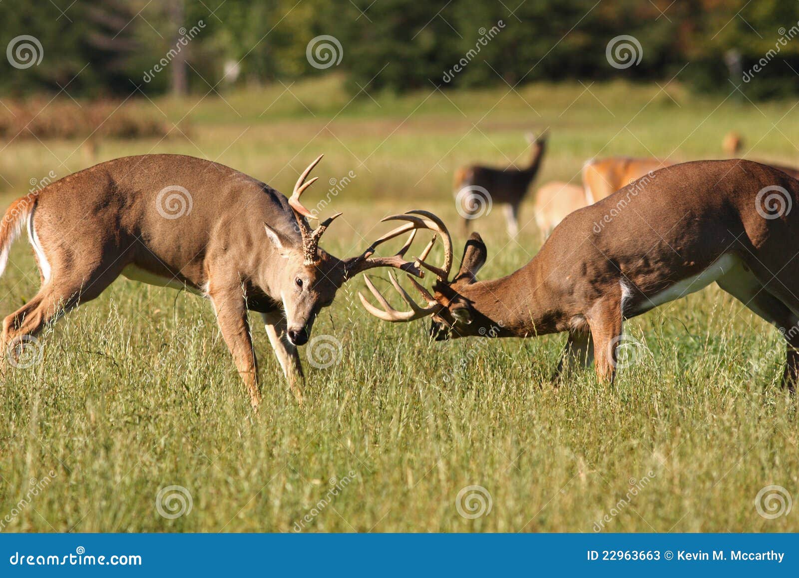 Two Whitetail Deer Bucks Fighting Stock Image - Image of outdoors ...