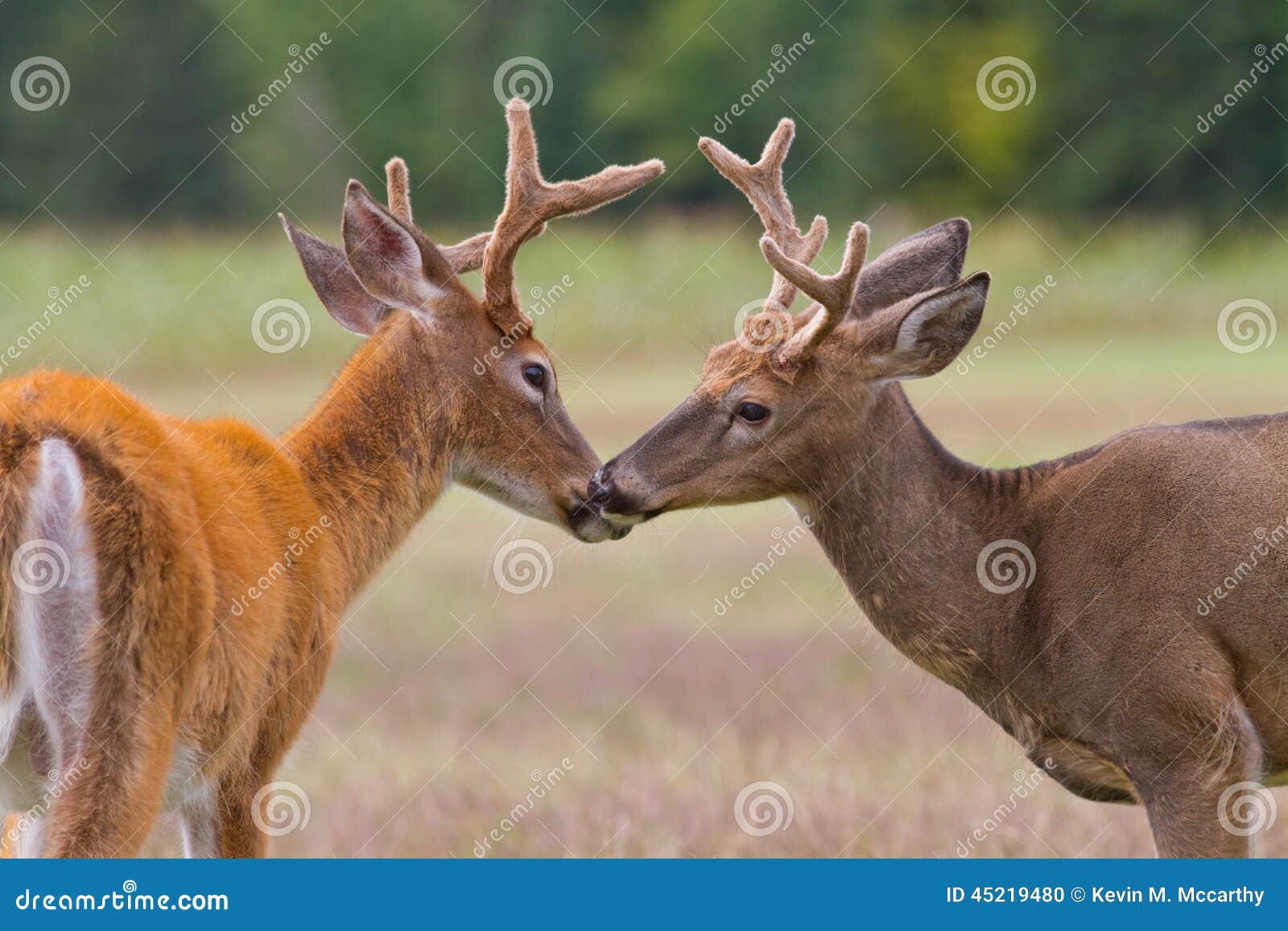 Two Whitetail Deer Bucks stock photo. Image of assess - 45219480