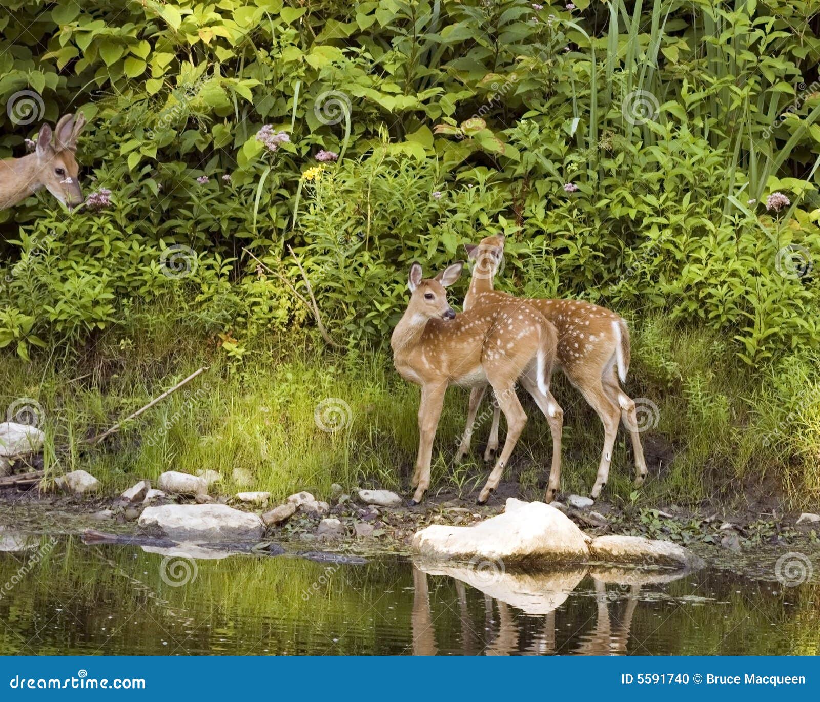 Two Whitetail Deer Fawns stock photo. Image of nature - 5591740