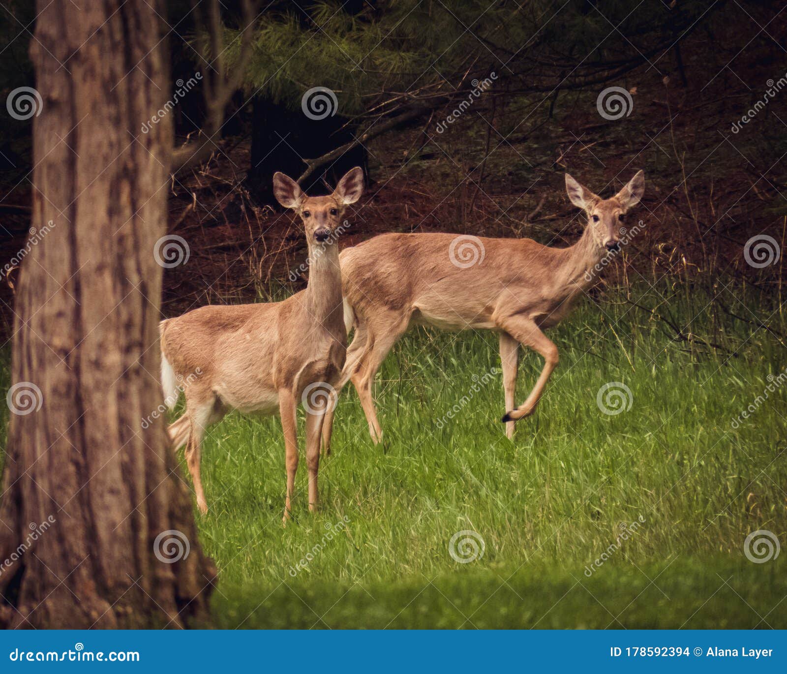 Two Whitetail Deer Behind a Tree Stock Photo - Image of tailed, tree ...