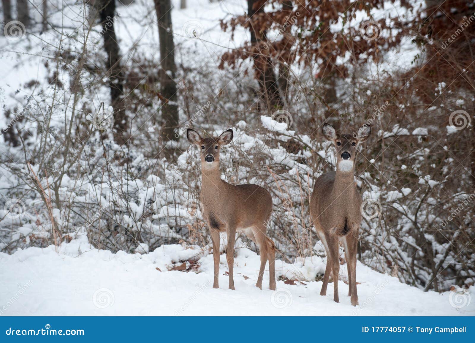 Two Whitetail Deer in the Snow Stock Image - Image of mammal, nature ...