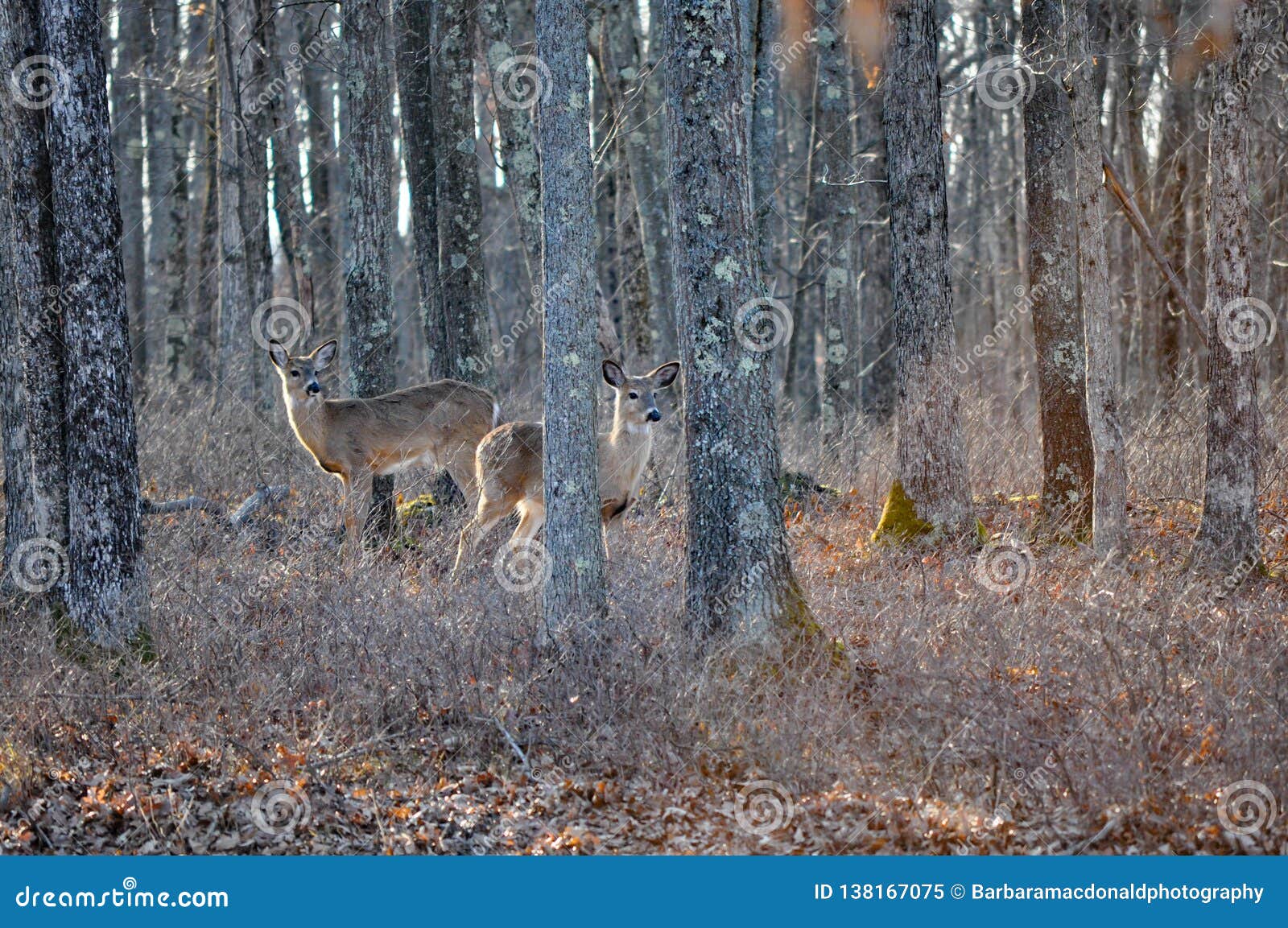 Two Whitetail Doe Deer Standing in the Woods Looking To the Right Stock ... Two Whitetail Doe Deer Standing in the Woods Looking To the Right Stock ...