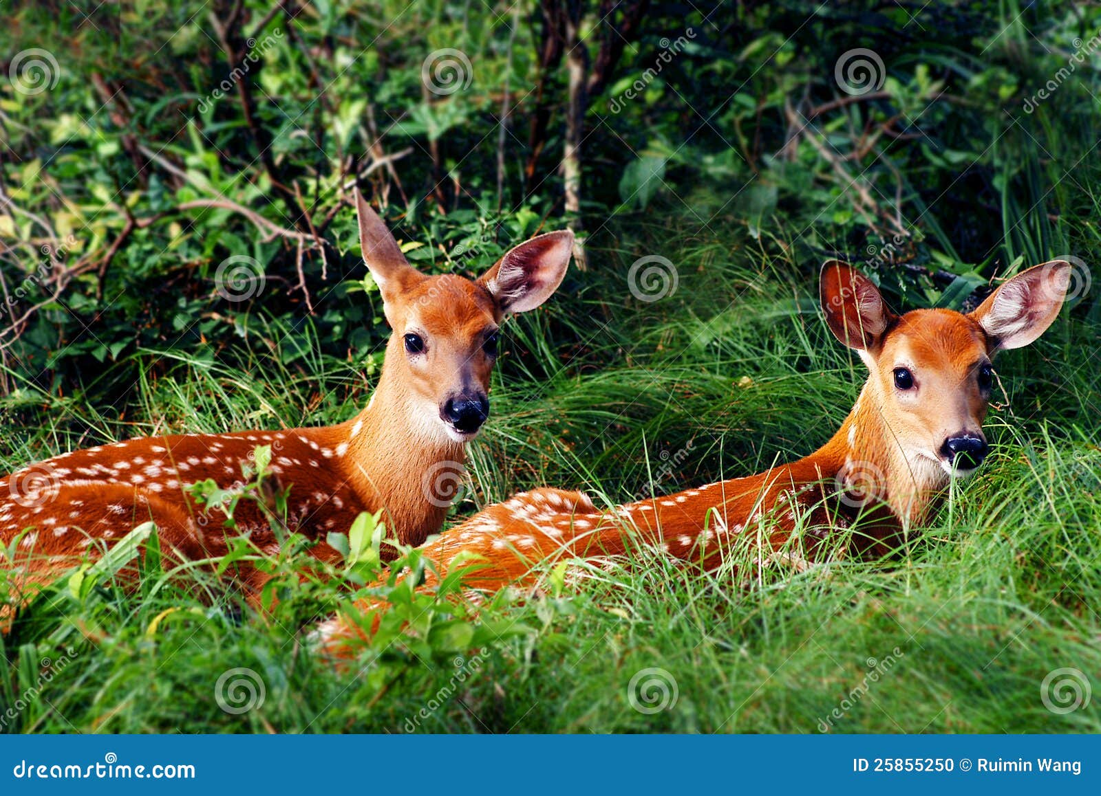 Two Whitetail Fawn stock photo. Image of nature, baby - 25855250