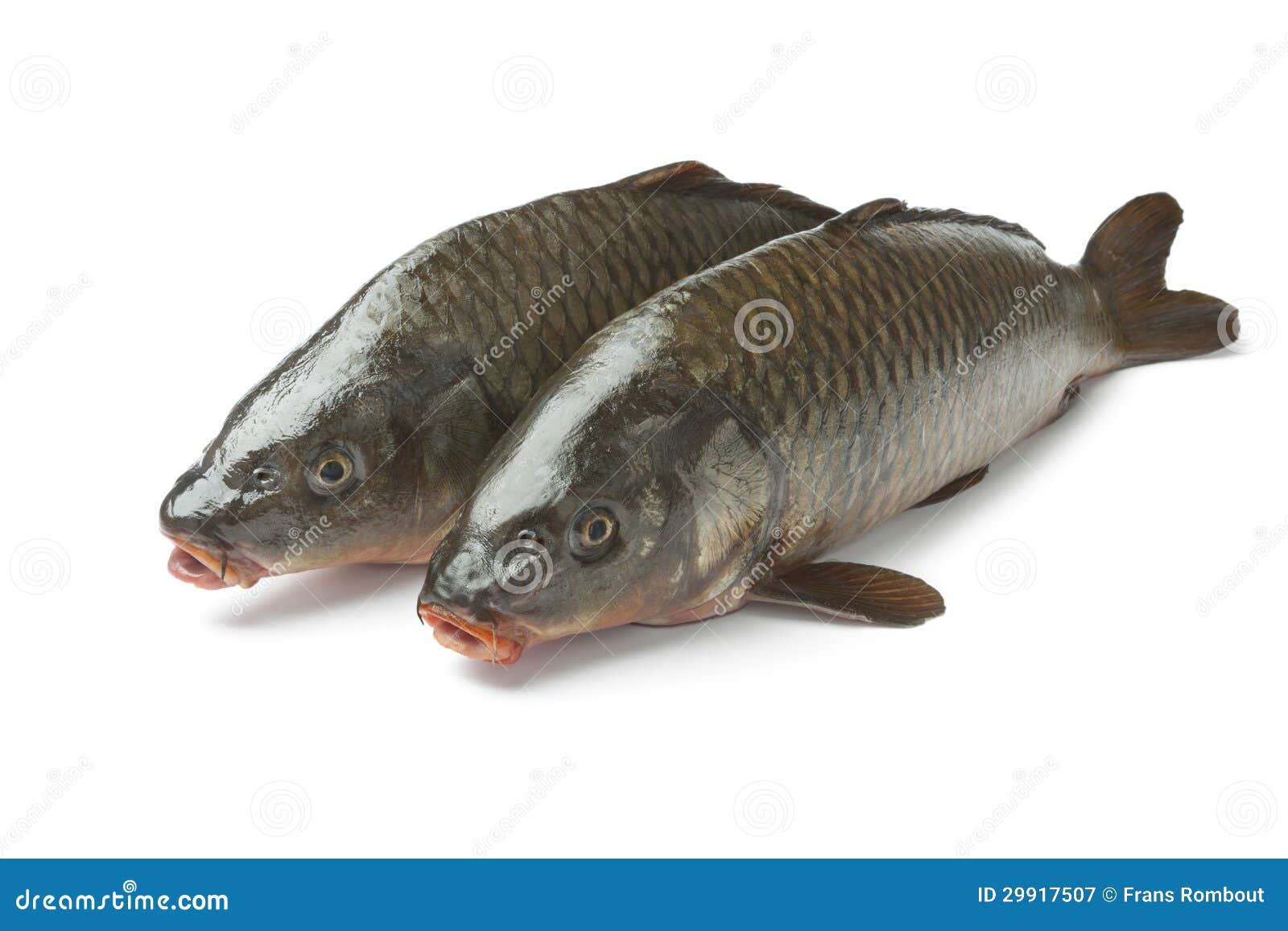 Two whole carp fishes stock image. Image of fish, freshwater - 29917507