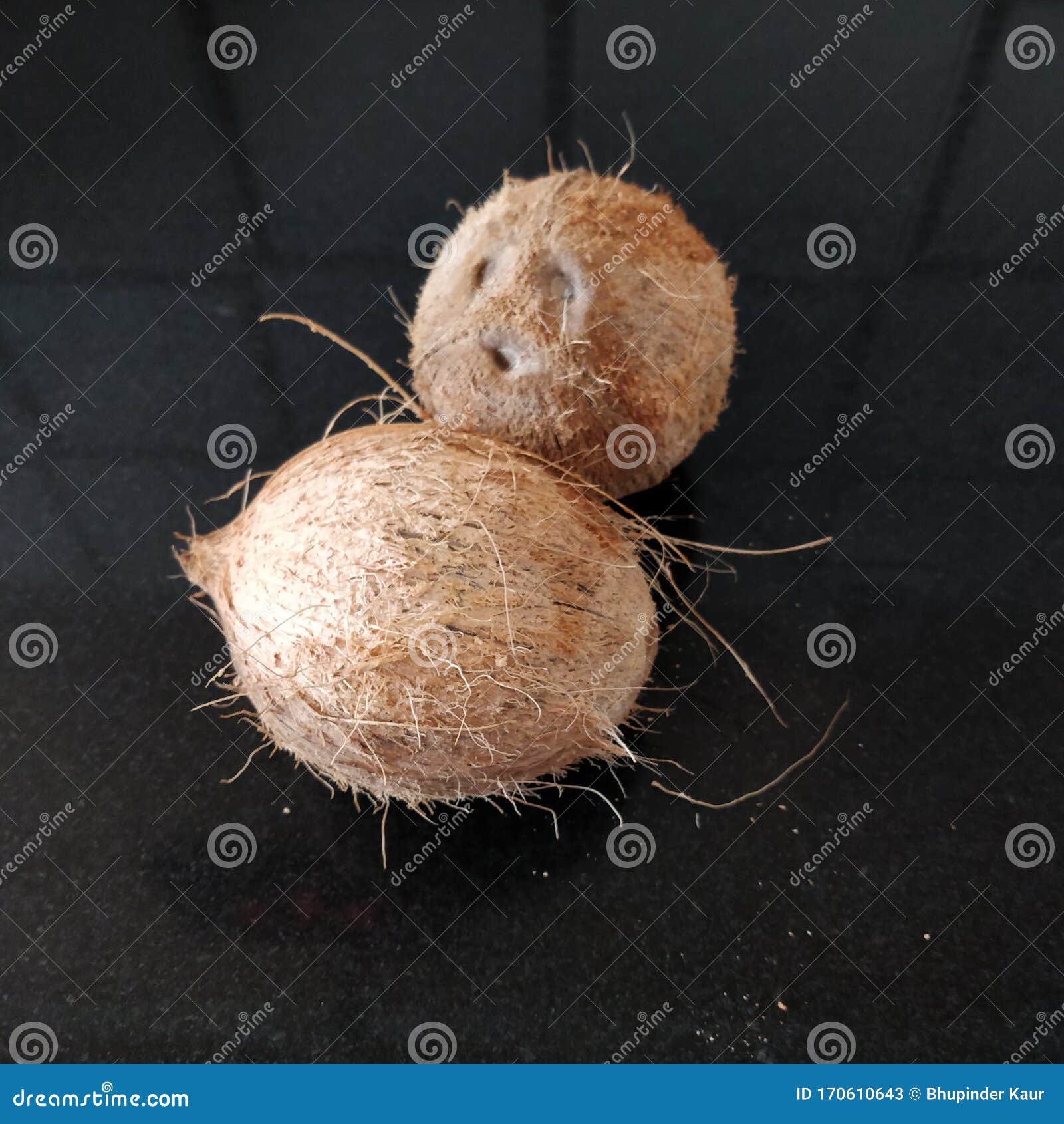Two Whole Coconuts with Hard Shells and Some of Fibrous Husk. Stock ...
