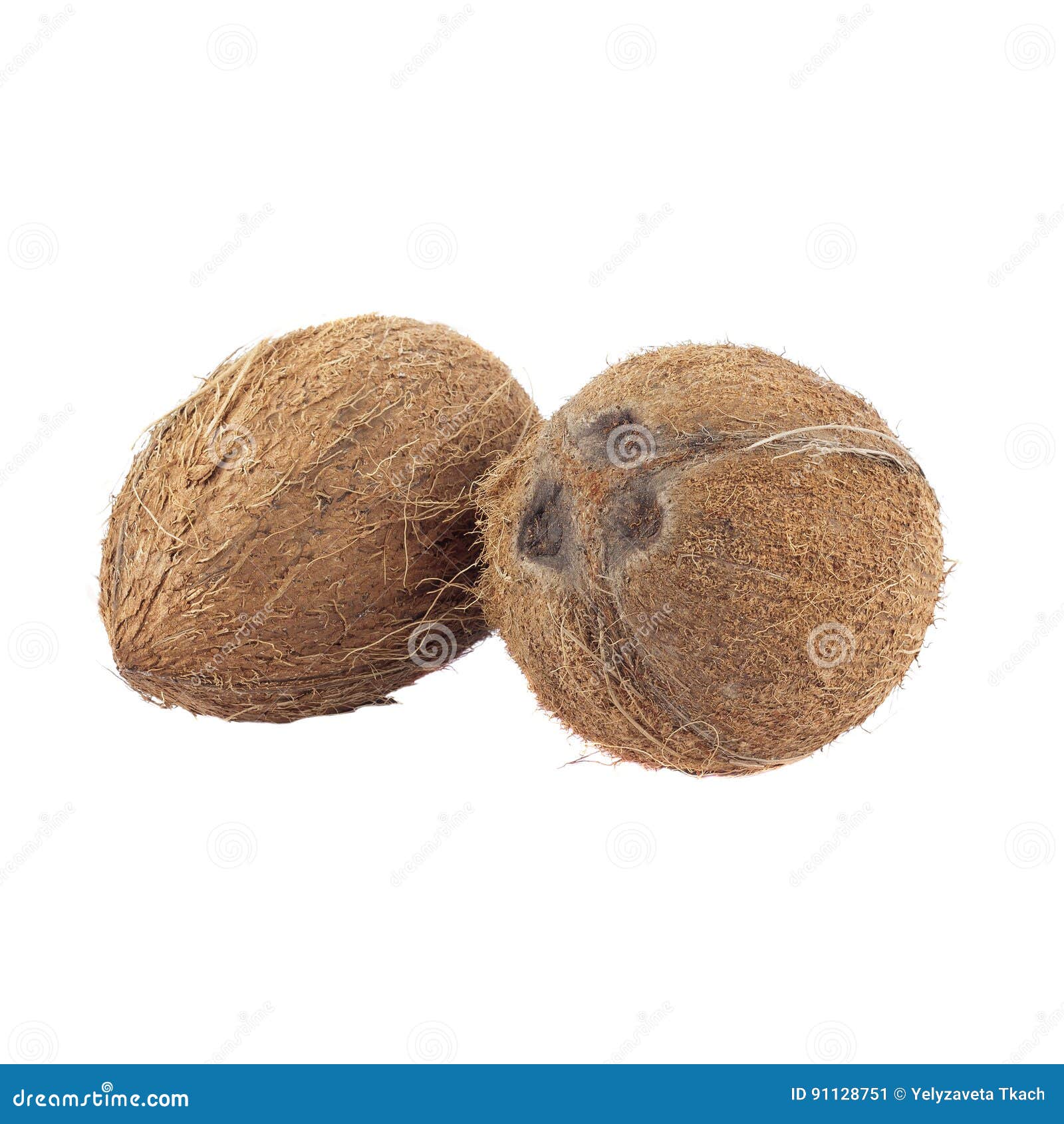 Two Whole Coconuts Isolated on White Stock Image - Image of color ...