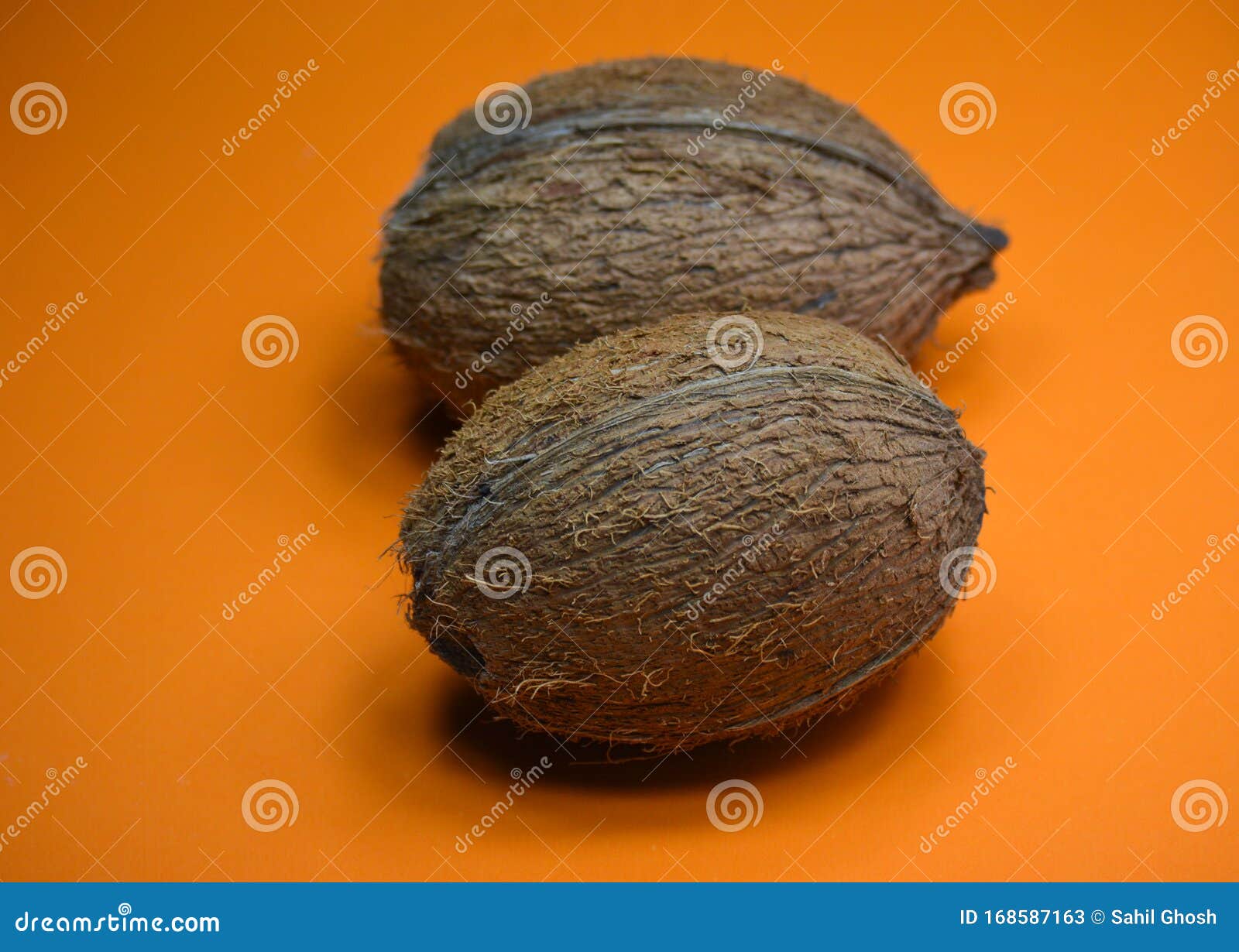 Two Whole Coconuts on Orange Colored Background. Stock Image - Image of ...