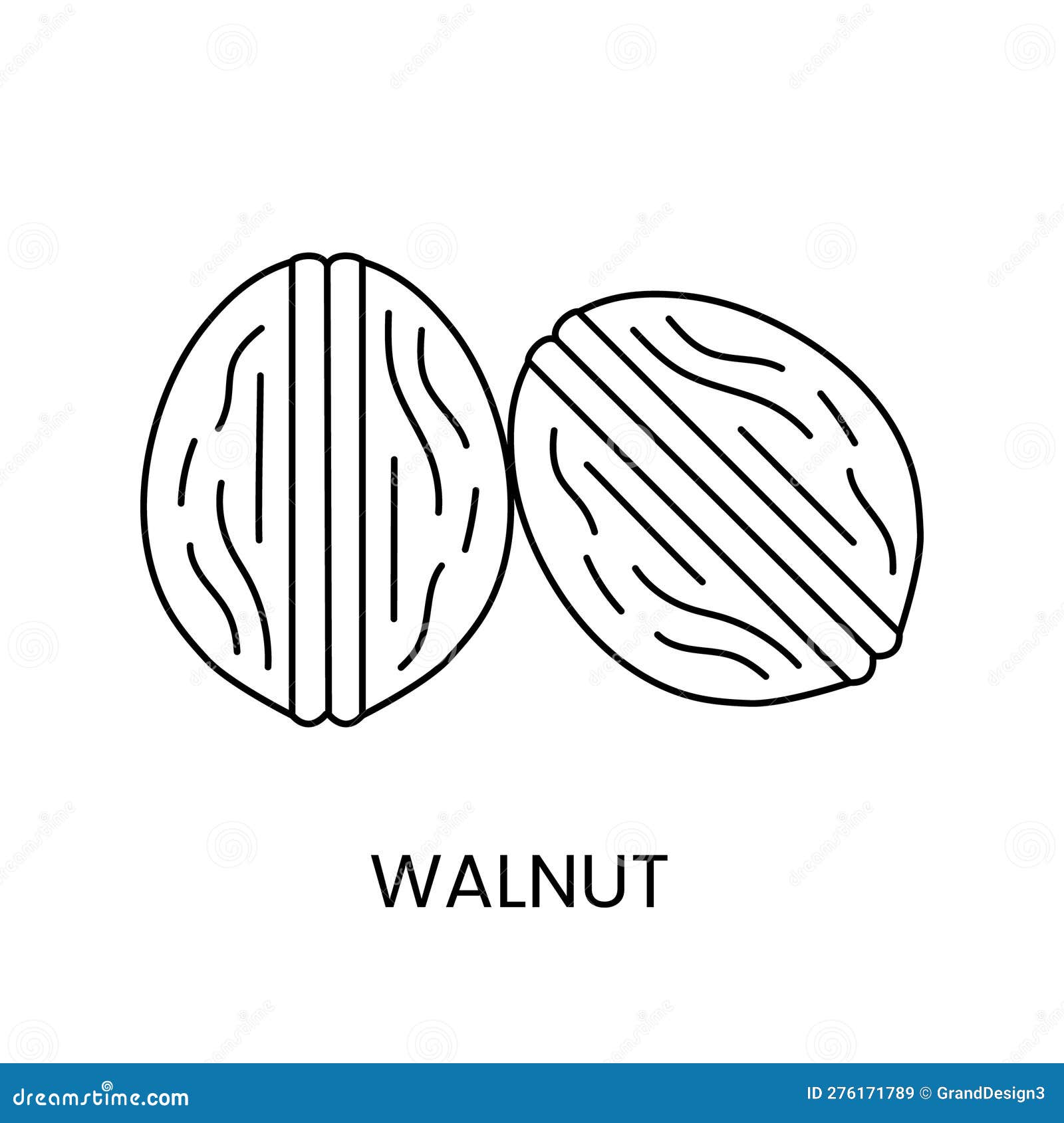 Two Whole Walnuts Line Icon in Vector, Nuts Illustration. Stock Vector ...