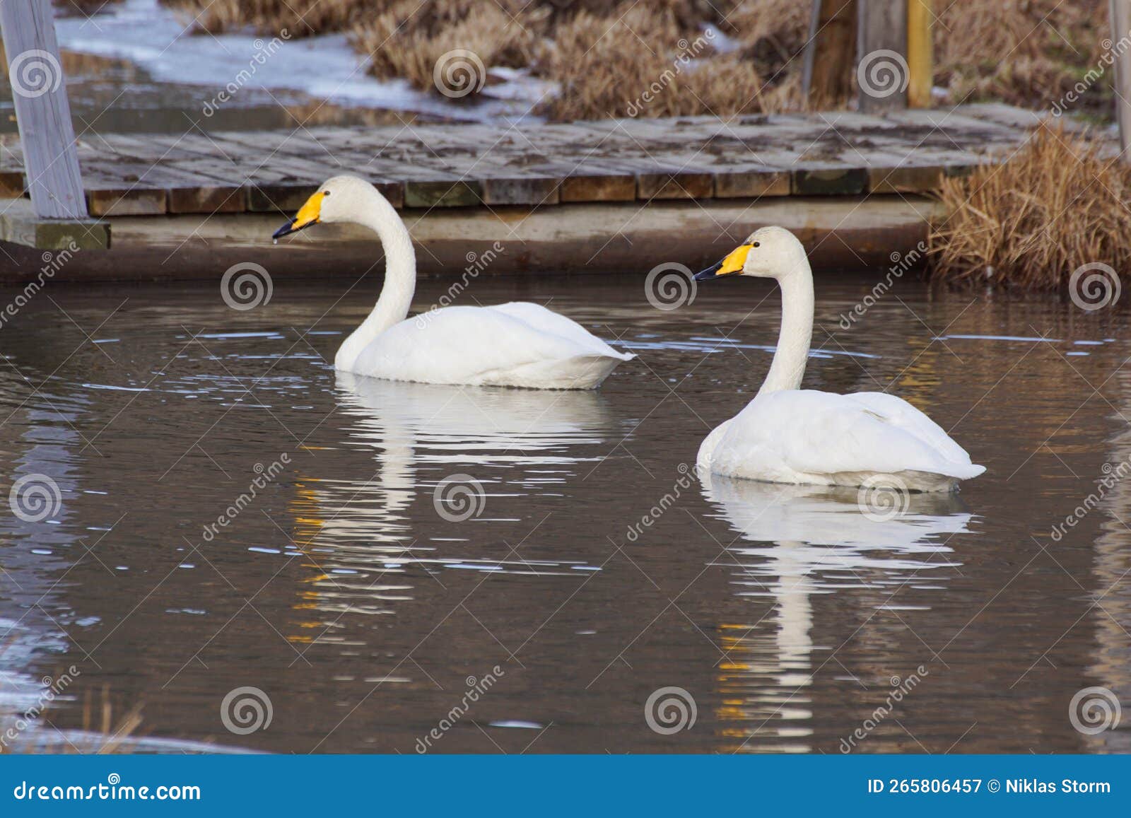 Two Whopper Swans in a Stream during Spring Stock Image - Image of ...