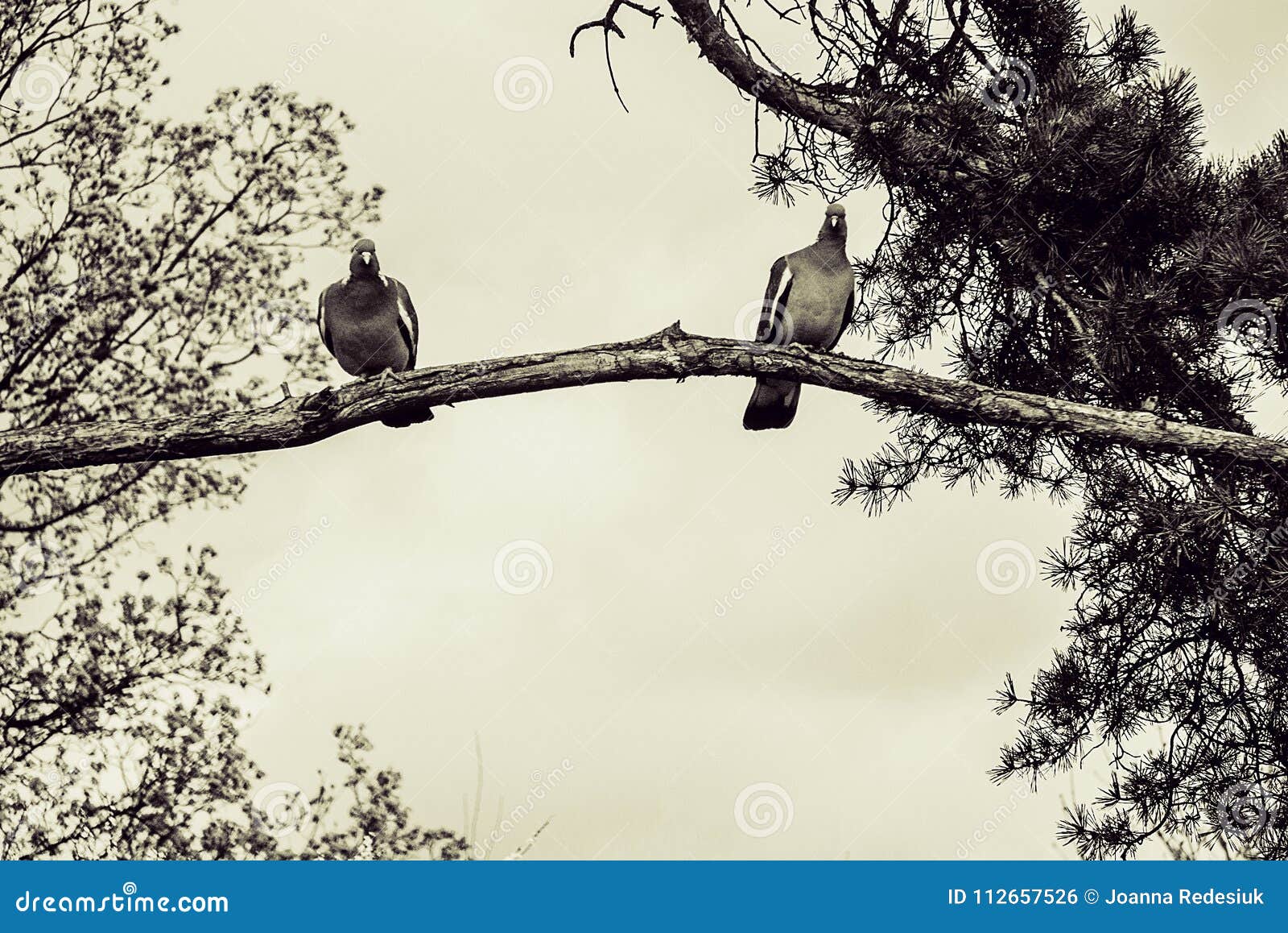 Two Wild Birds Sitting on the Branches of a Spring Tree Against Stock ...