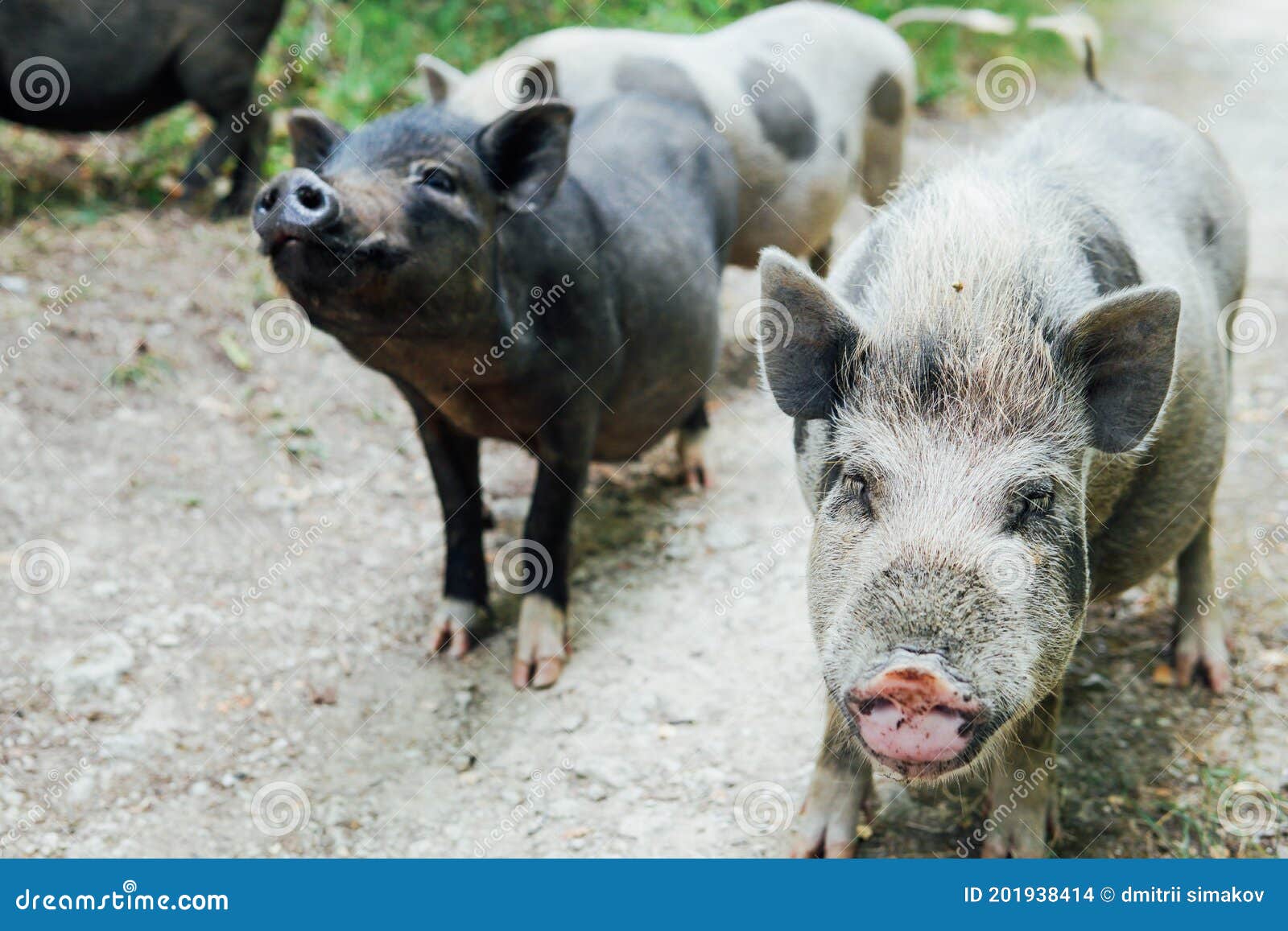 Two Wild Boar Pig Pigs in the Woods Stock Photo - Image of mammal ...