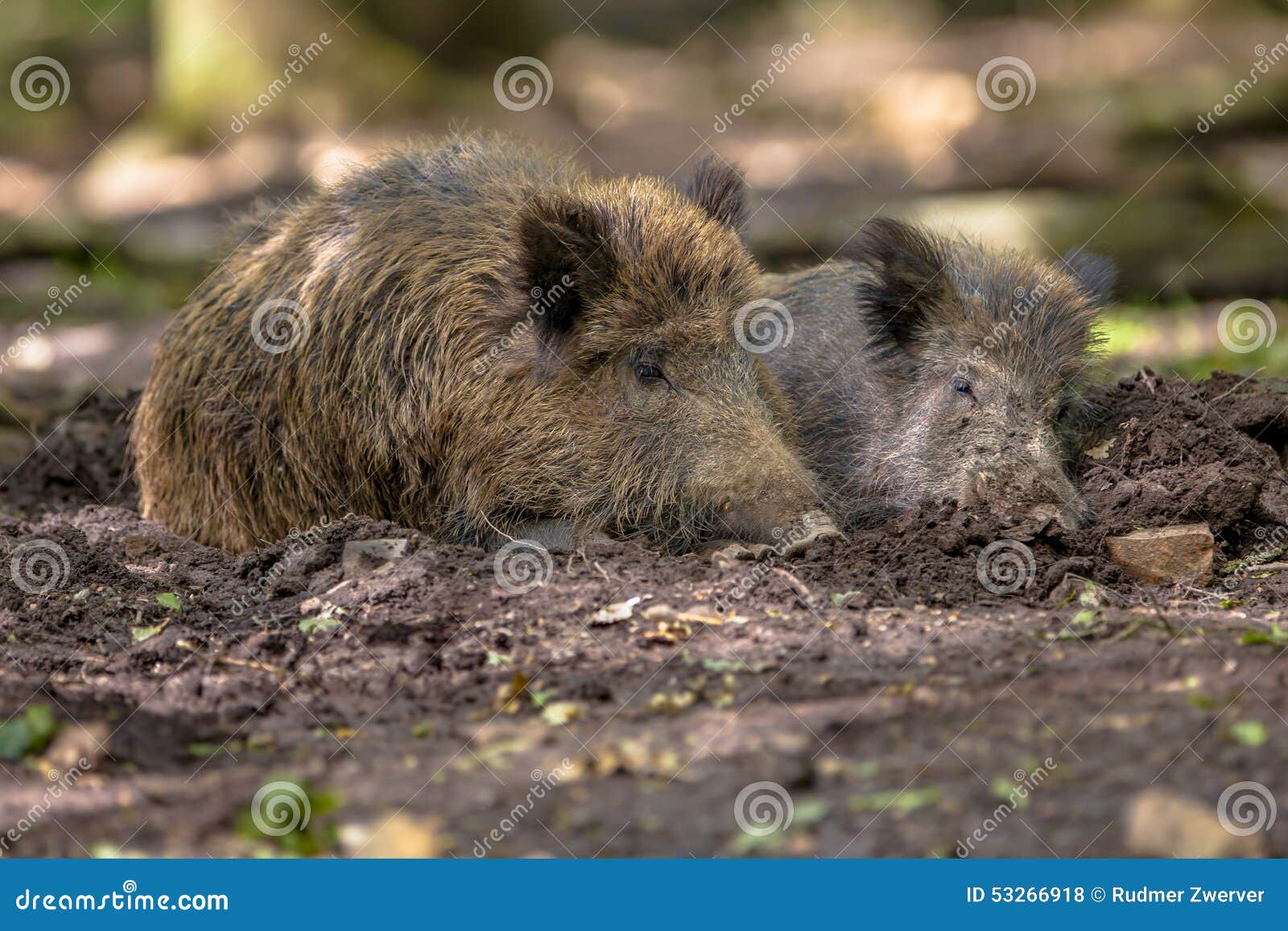 Two Wild Boar stock photo. Image of animals, cold, nature - 53266918