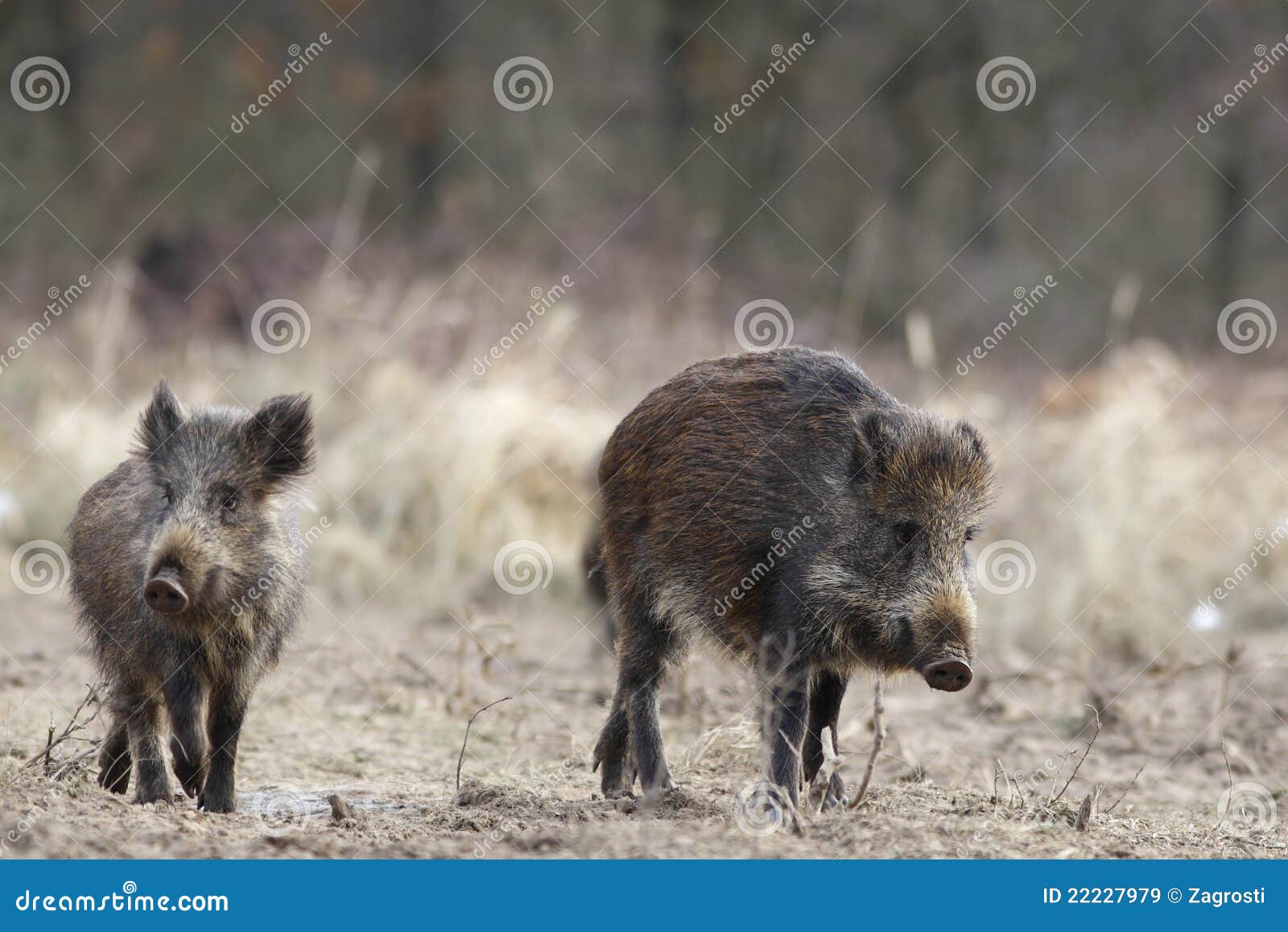 Two wild boars stock image. Image of omnivores, opening - 22227979