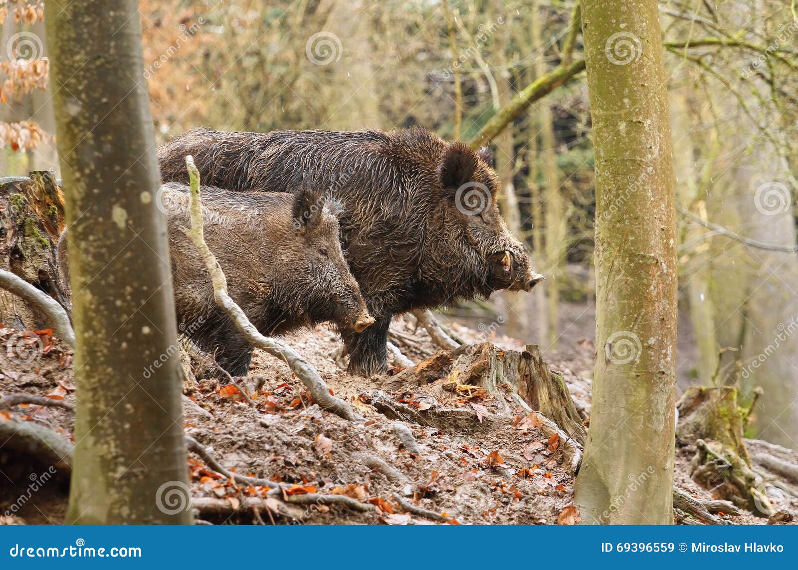 Two wild boars stock image. Image of nature, scrofa, wildlife - 69396559