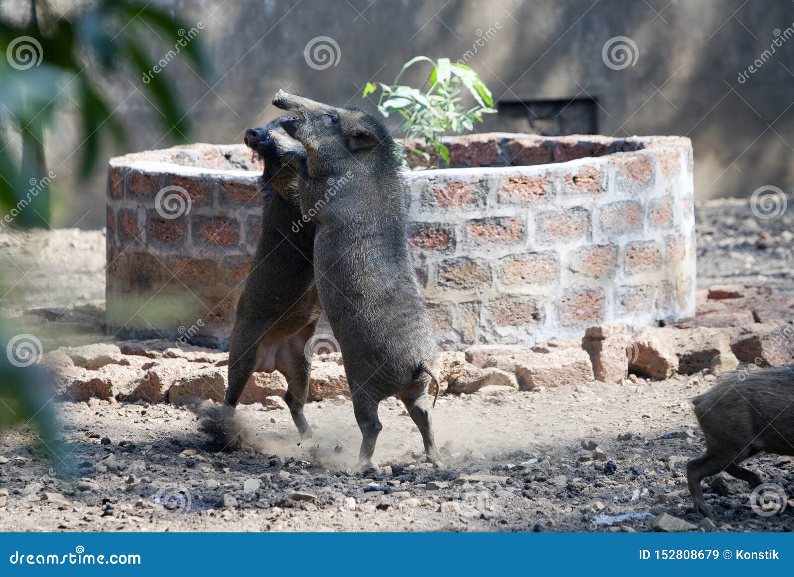 Two Wild Boars in the Fight Stock Image - Image of hair, dangerous ...