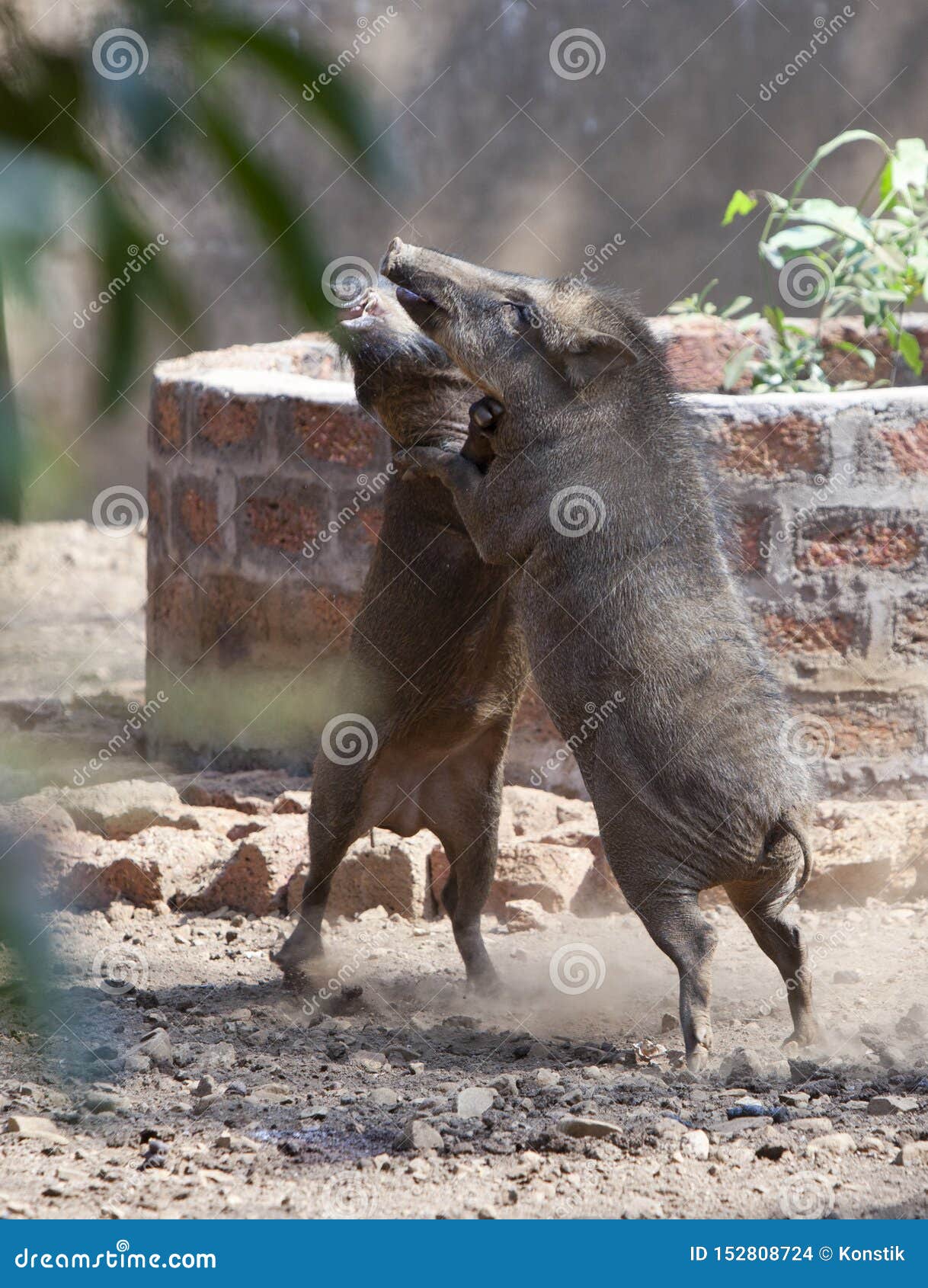 Two Wild Boars in the Fight Stock Photo - Image of strong, animal ...