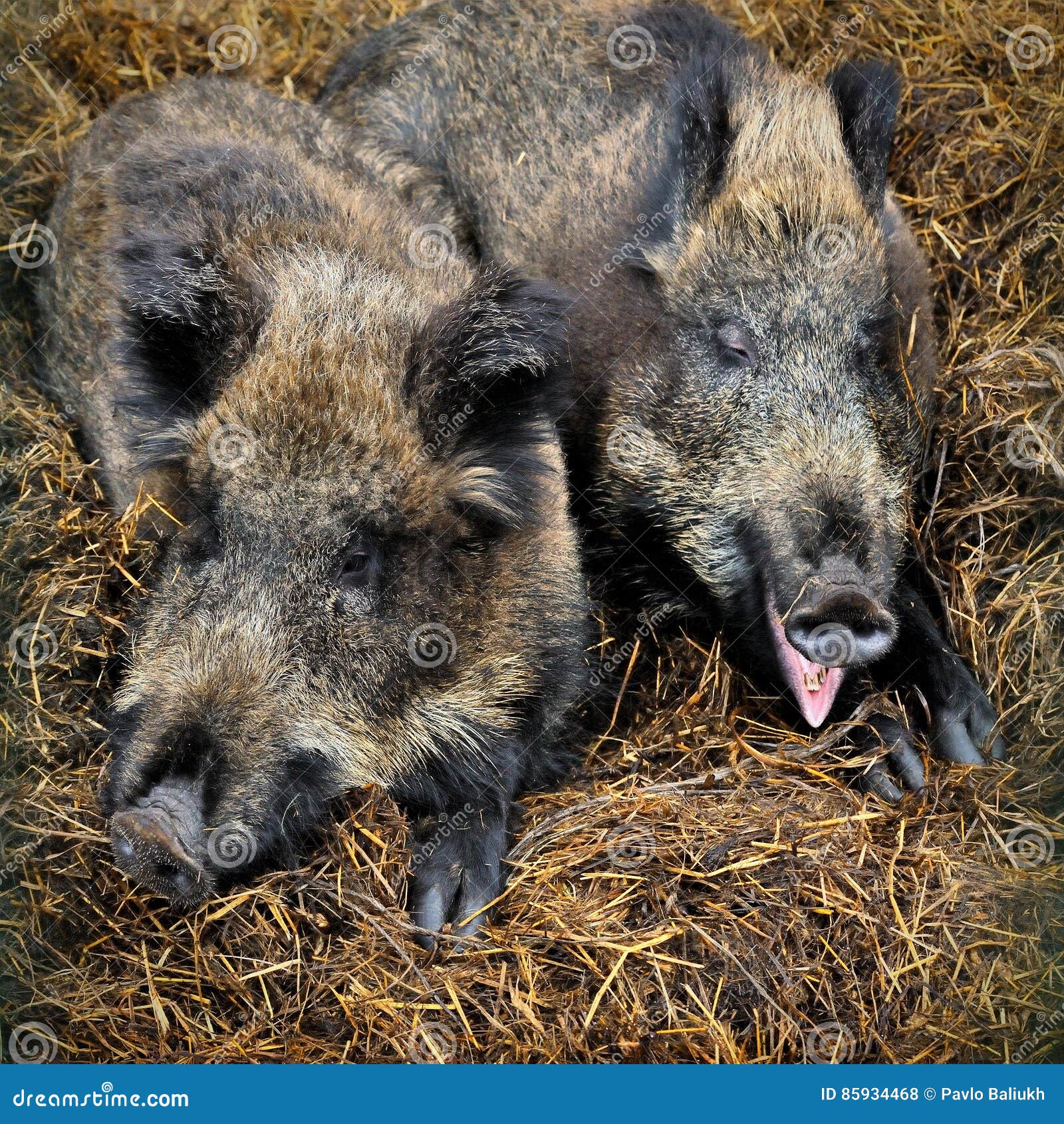 Two wild boars stock photo. Image of cold, brown, dark - 85934468