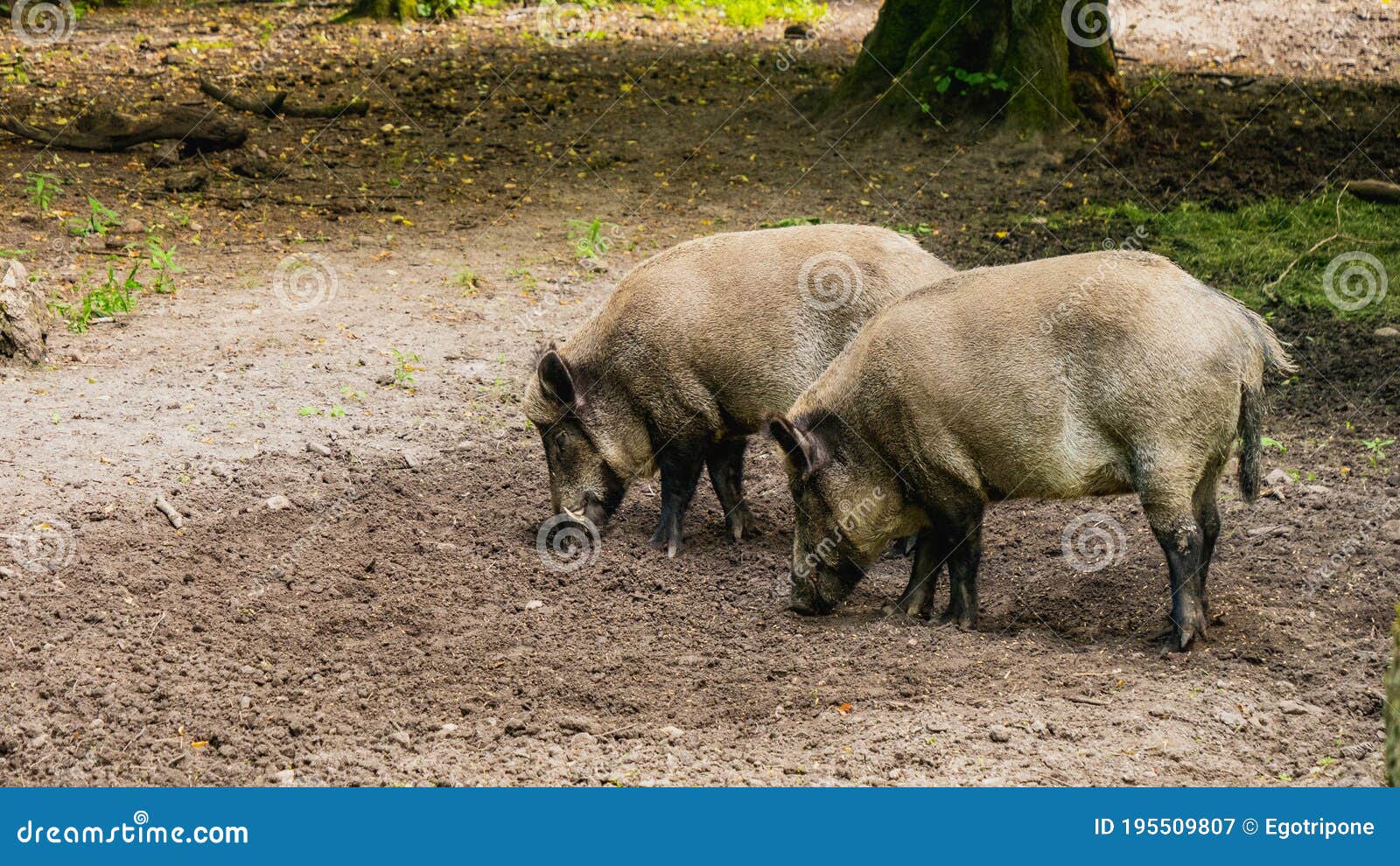 Two wild boars sniffing stock image. Image of dangerous - 195509807