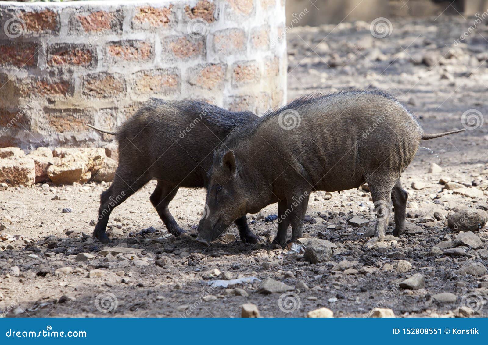 Two Wild Boars on Stony Ground Stock Image - Image of animal, brown ...
