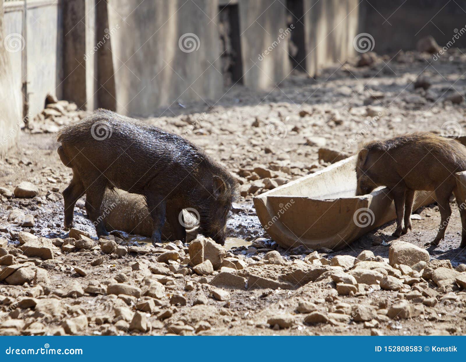 Two Wild Boars on Stony Ground Stock Image - Image of fighting, boars ...
