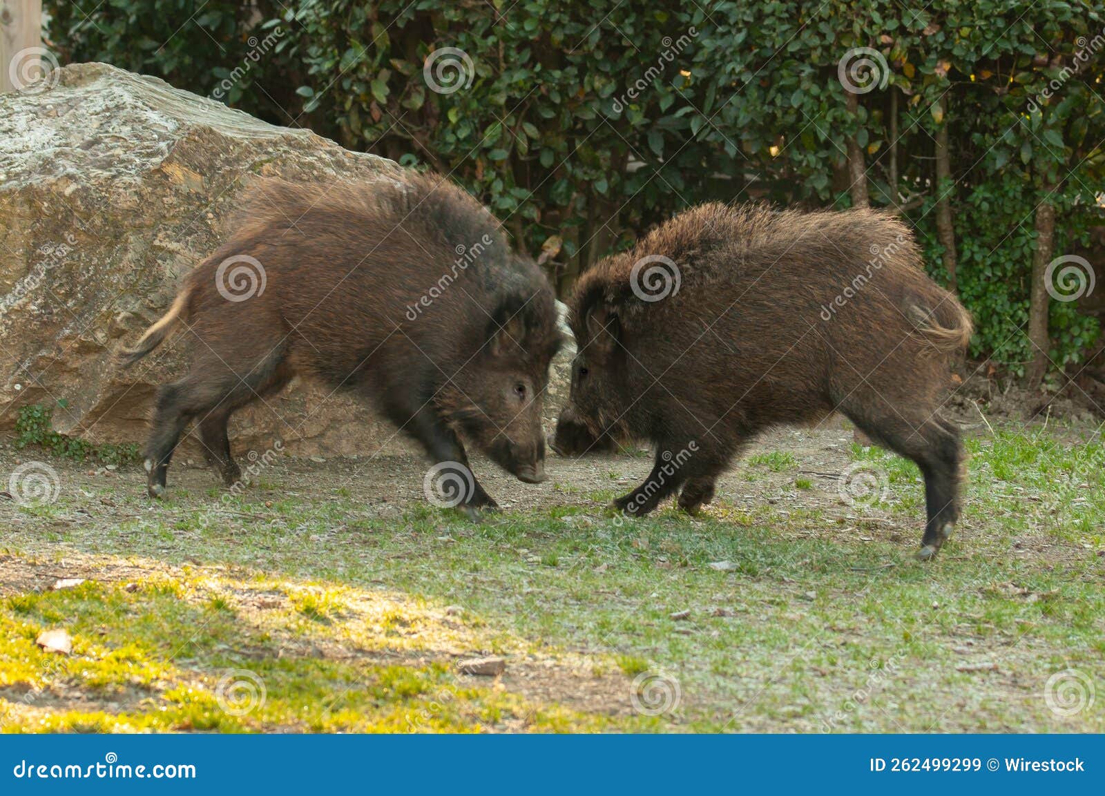 Two wild boars fighting stock image. Image of closeup - 262499299