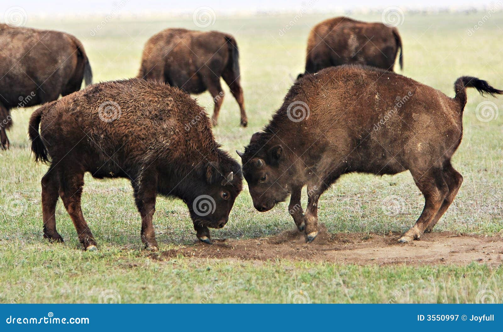 Two Wild Buffaloes Fighting Stock Image - Image of roaming, buffaloes ...