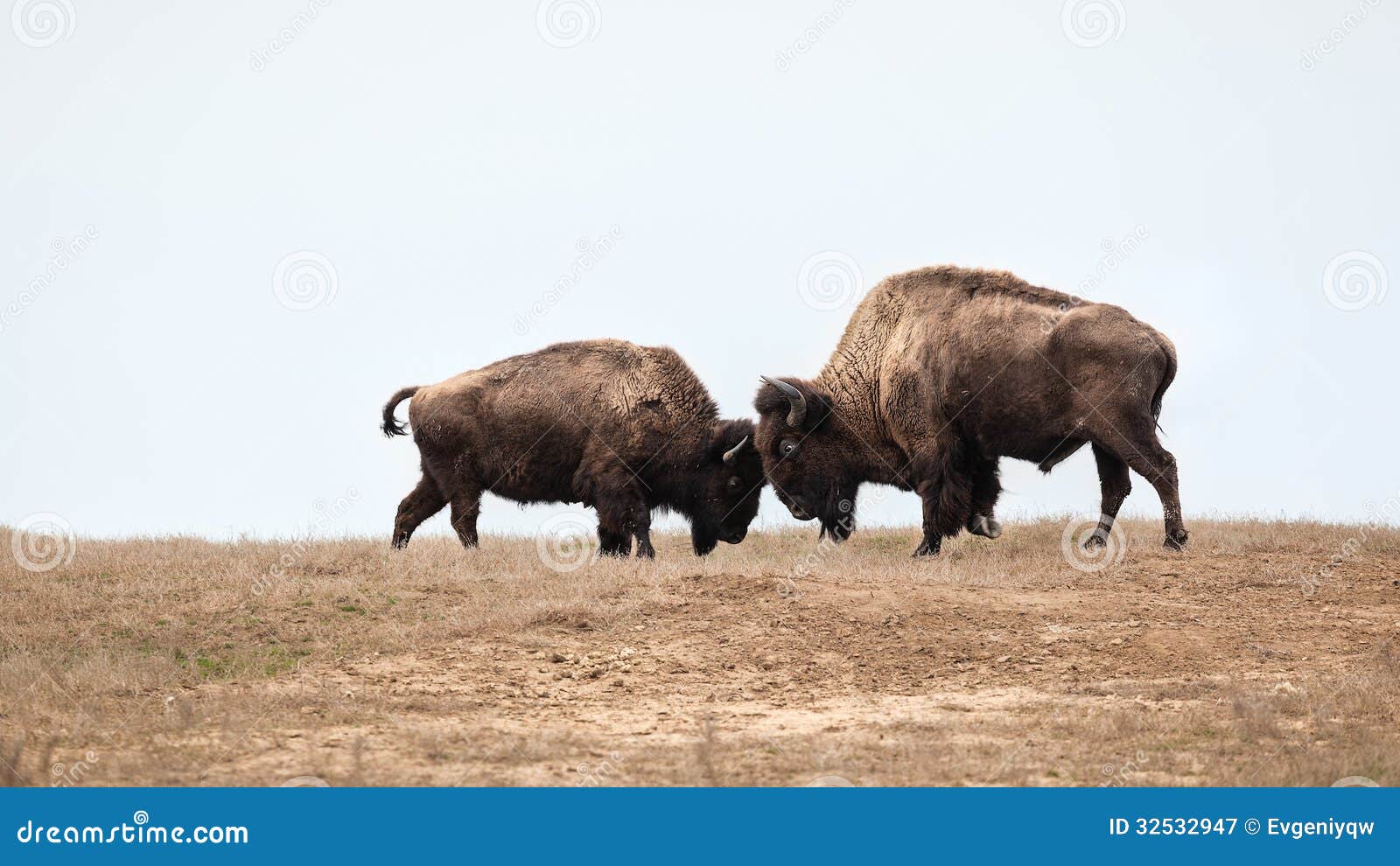 Two wild buffalos fighting stock image. Image of light - 32532947