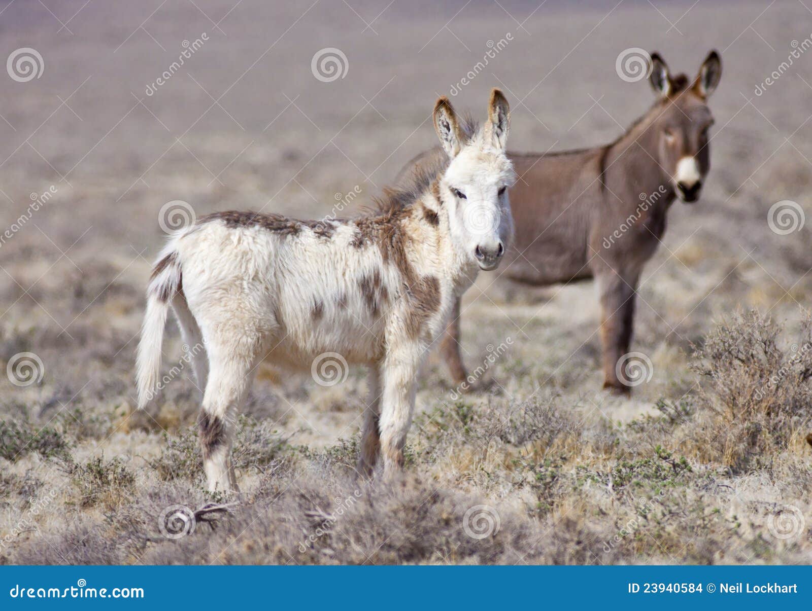 Two Wild Burros stock photo. Image of america, brush - 23940584