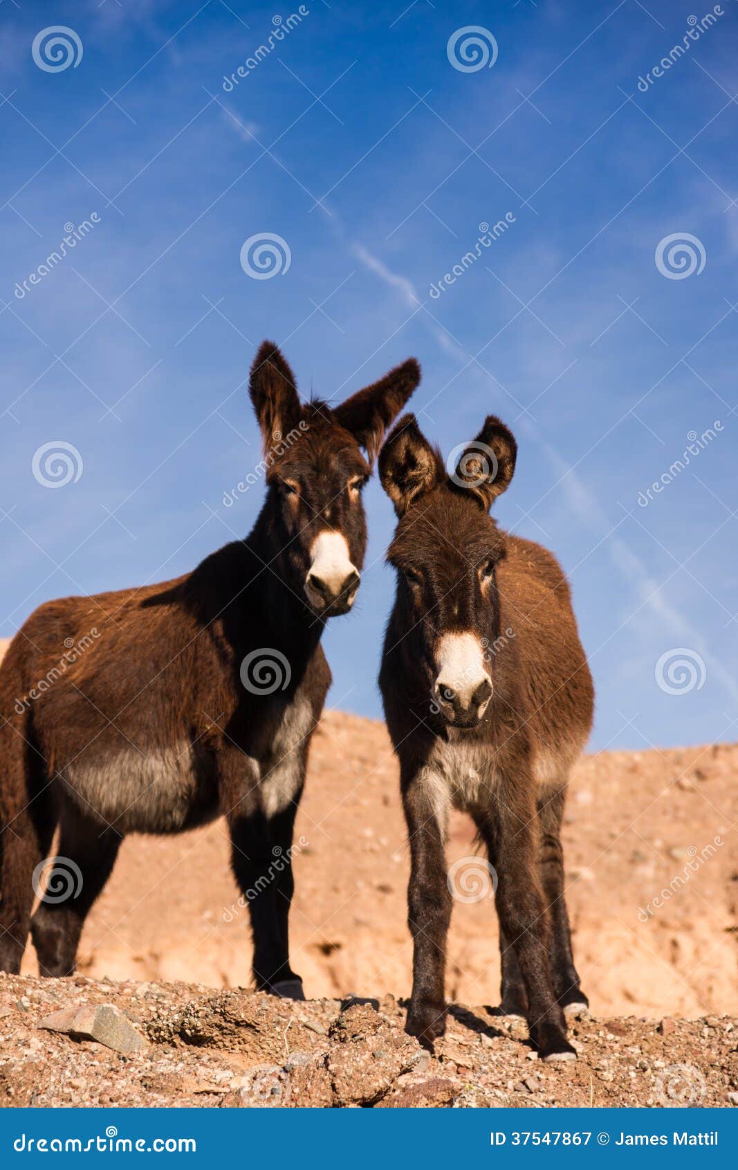 Two Wild Burros stock image. Image of animal, africanus - 37547867