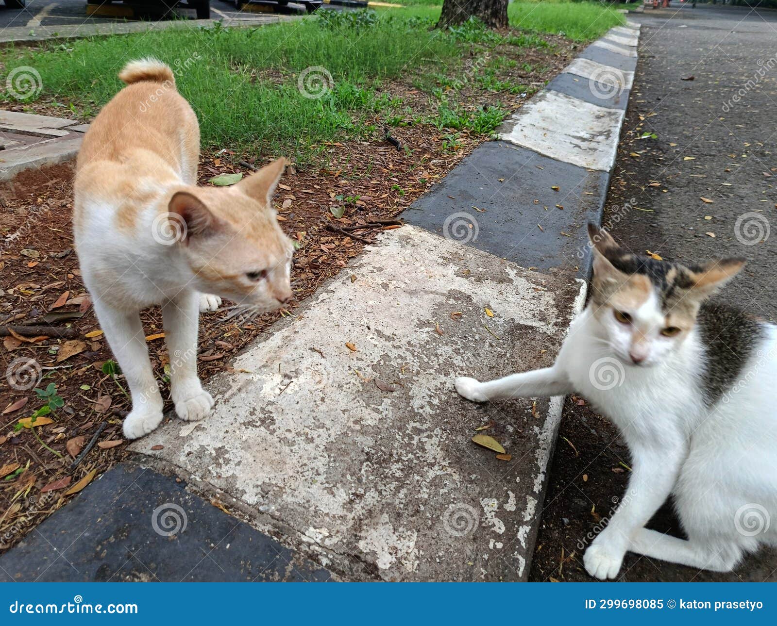Two Wild Cats on the Side of the Road Stock Image - Image of kitten ...