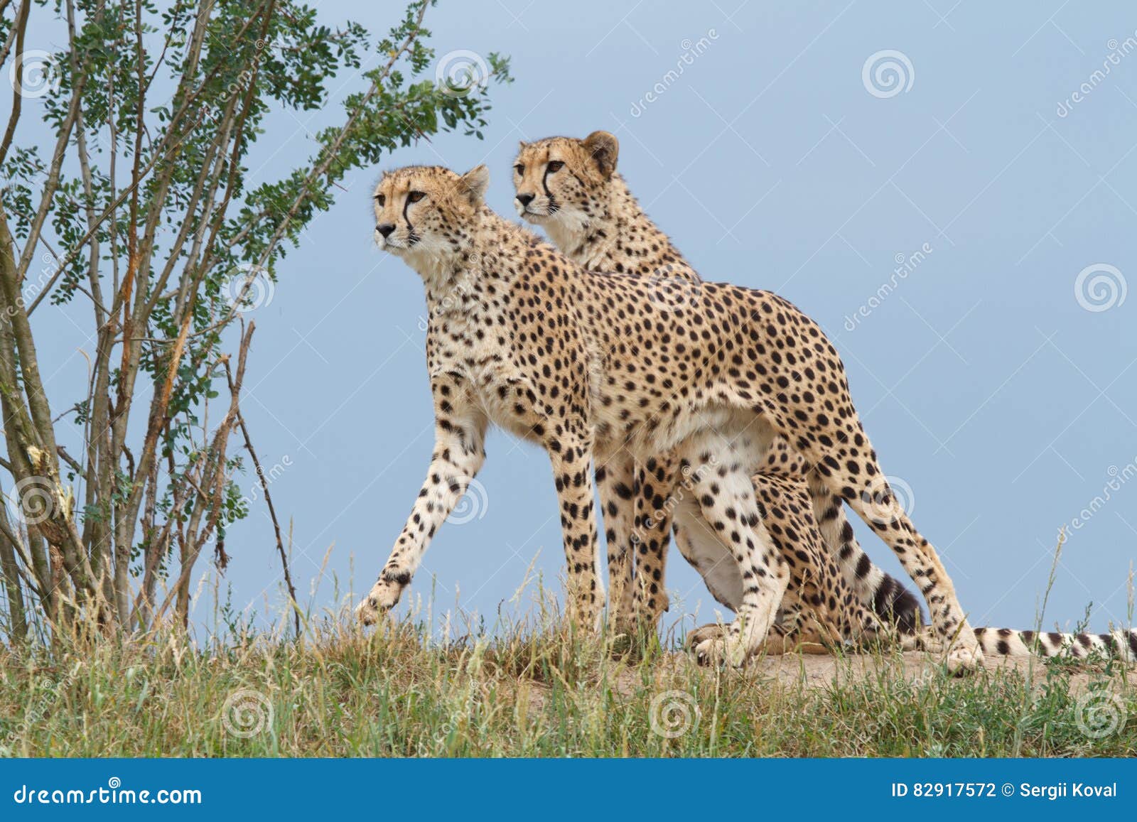 Two Wild Cheetah on a Background of Blue Sky Closeup Stock Photo ...