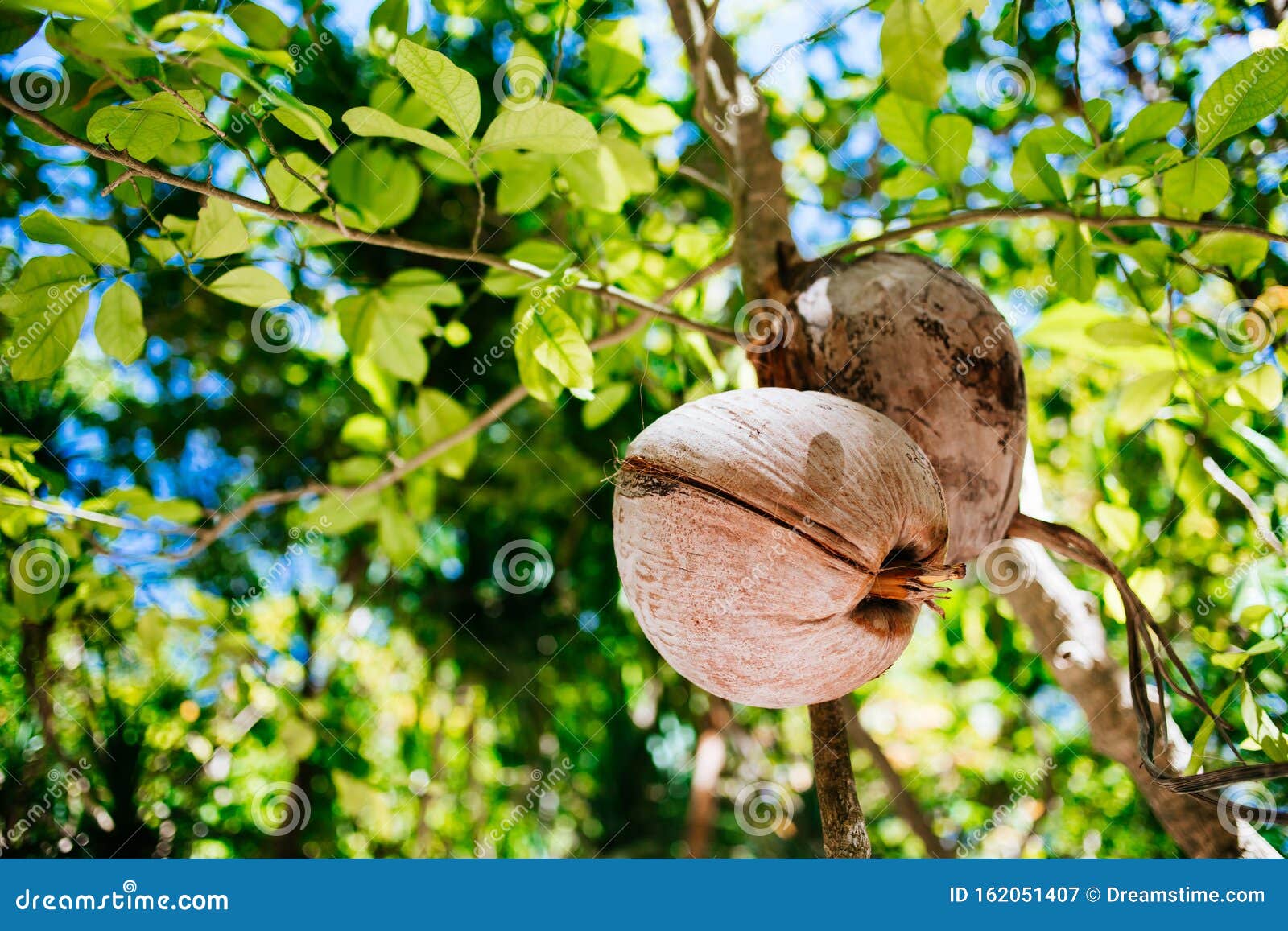 Two Wild Coconuts on the Tree Stock Image - Image of coconuts, vacation ...