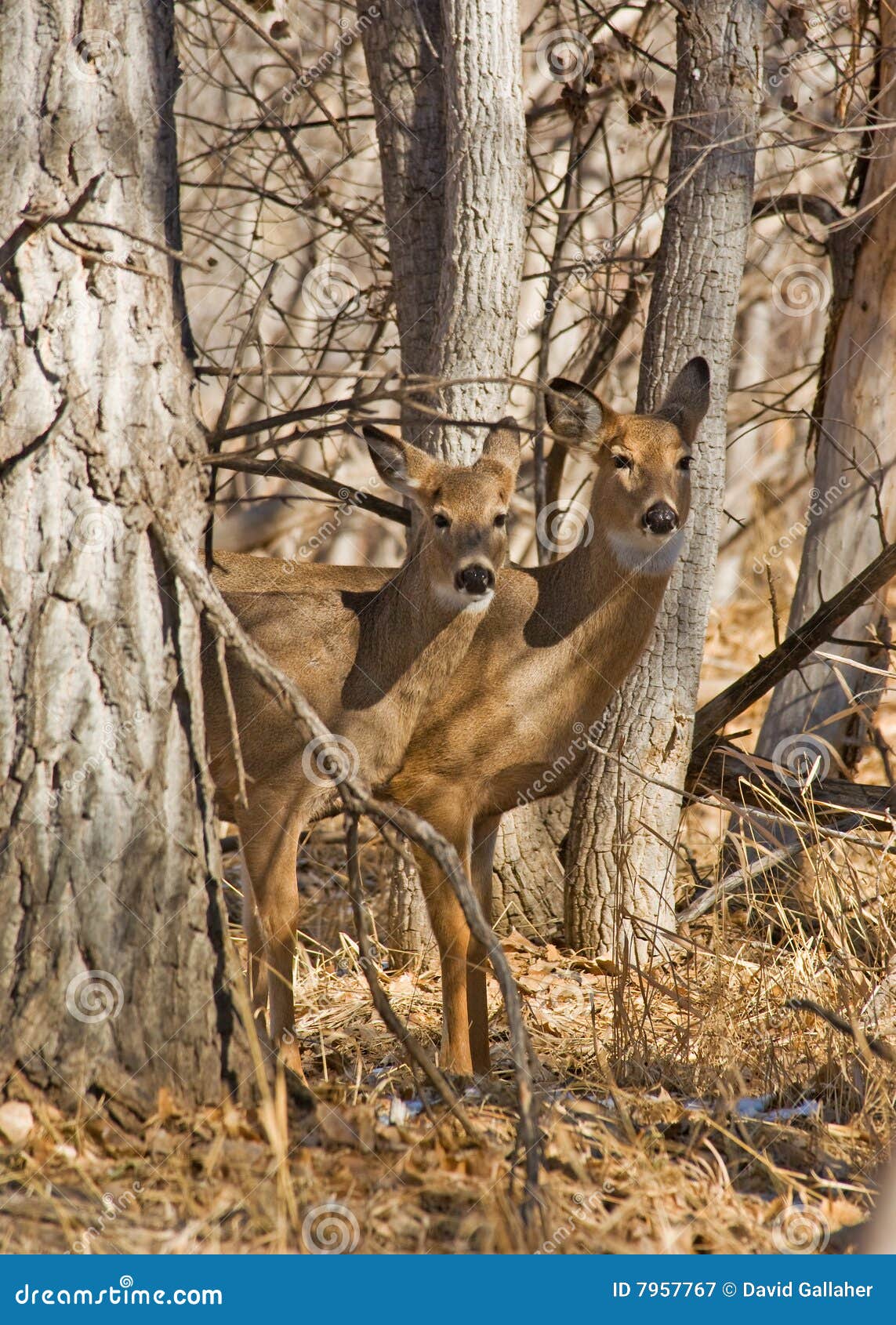 Two wild deer in forest stock image. Image of branches - 7957767
