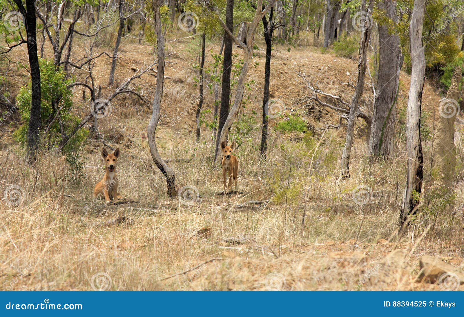 Two Wild Dingo`s in the Dry Bush Stock Image - Image of tree, beautiful ...